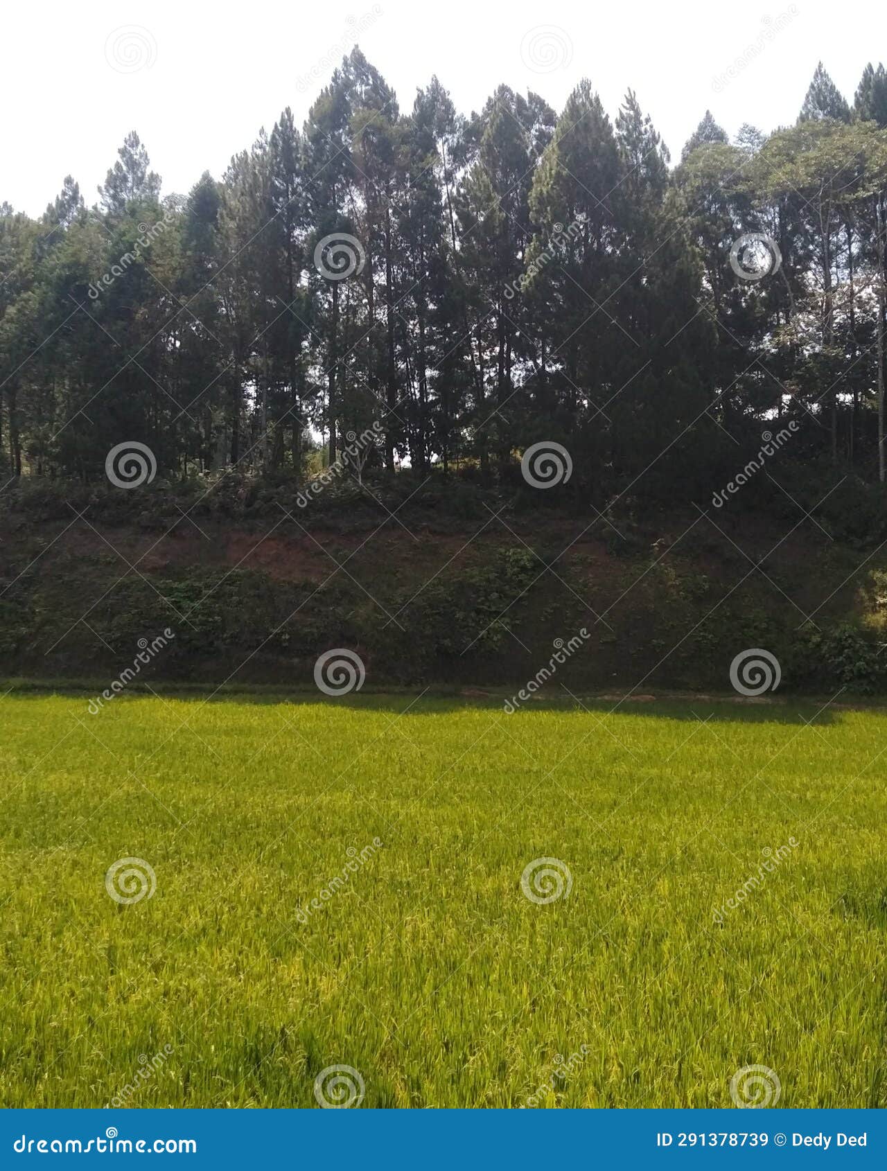 View of the Pine Forest on the Edge of the Rice Fields Stock Image ...