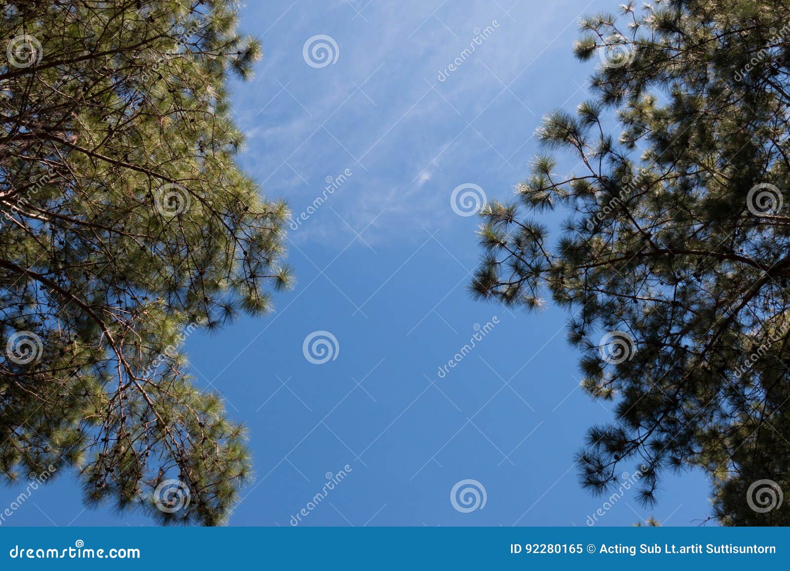 View of Pine Tree with Blue Sky and Cloud Background, Looking Up View ...