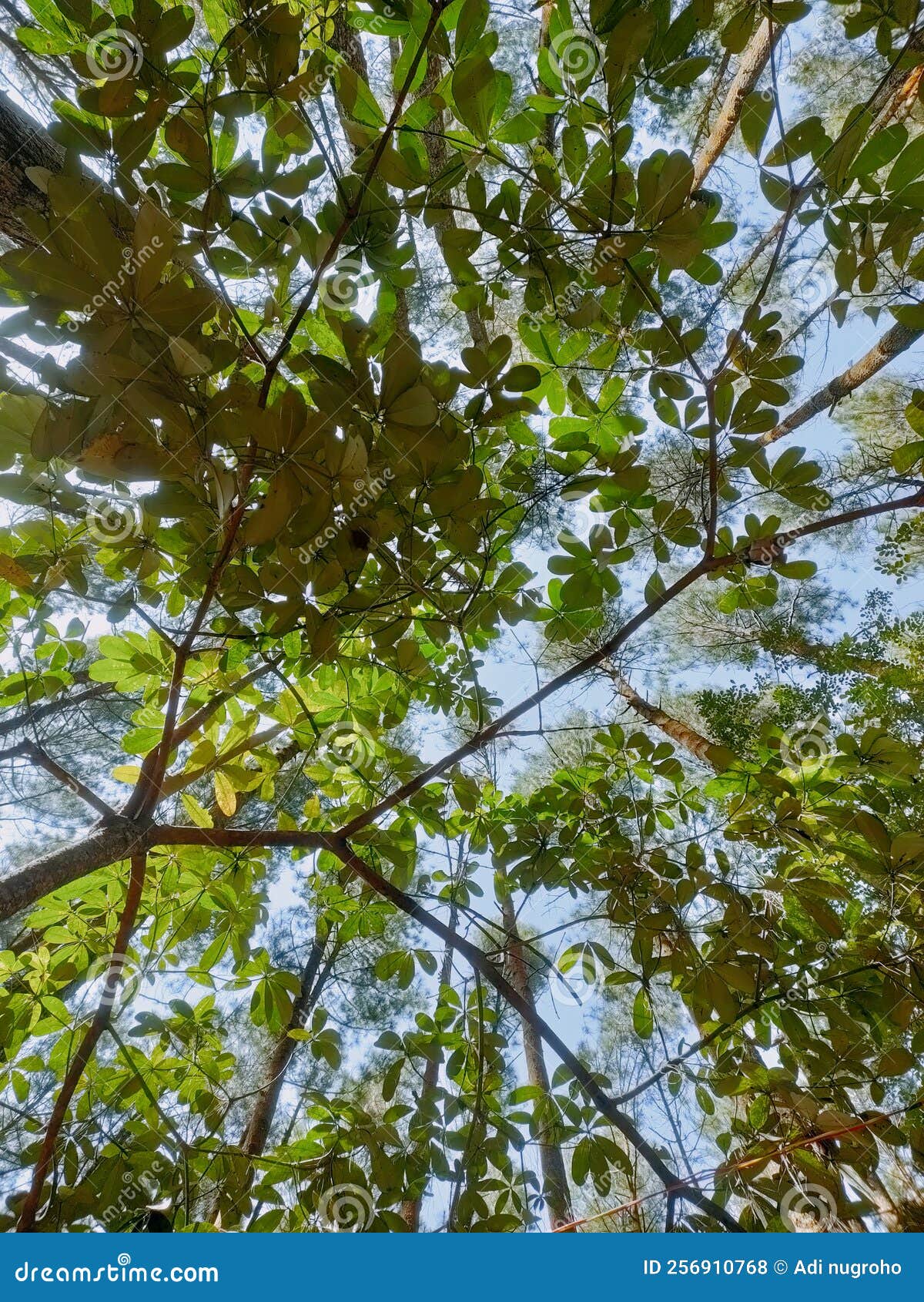 The View of the Pine Tree Looks Faint Stock Photo - Image of looks ...