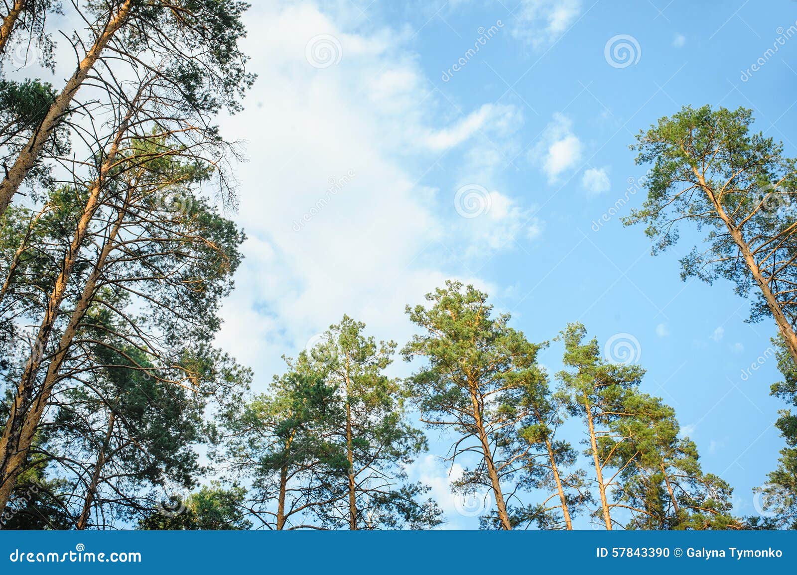 View of Pine Trees from Below Stock Photo - Image of foliage, clear ...