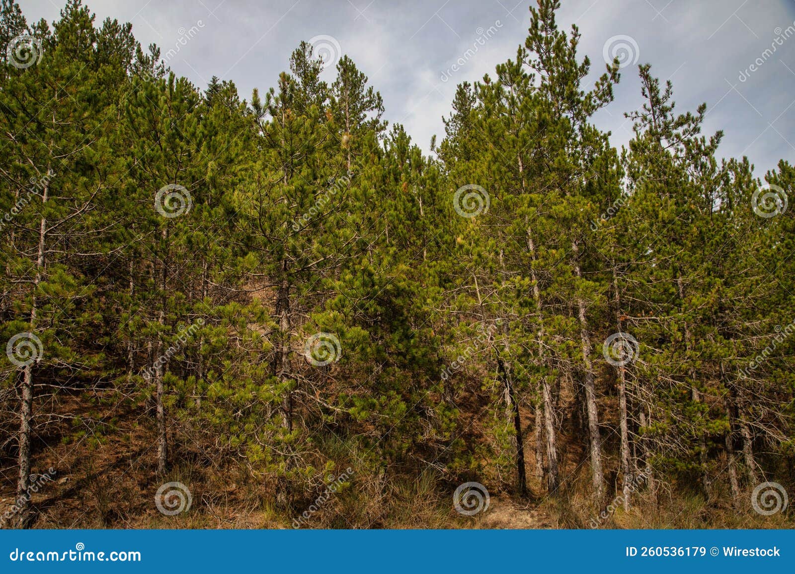 View of the Pine Trees in a Forest Under the Cloudy Sk Stock Image ...