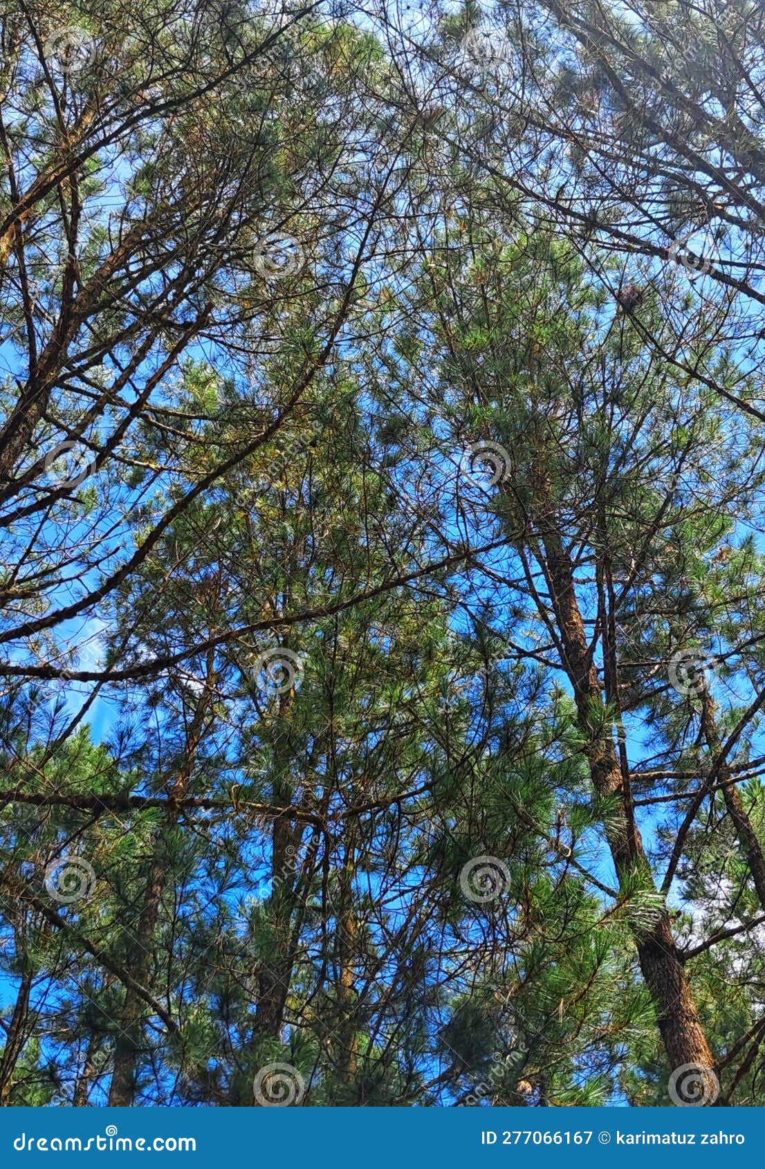 The View of the Pine Trees is Gorgeous with Beautiful Blue Color and ...