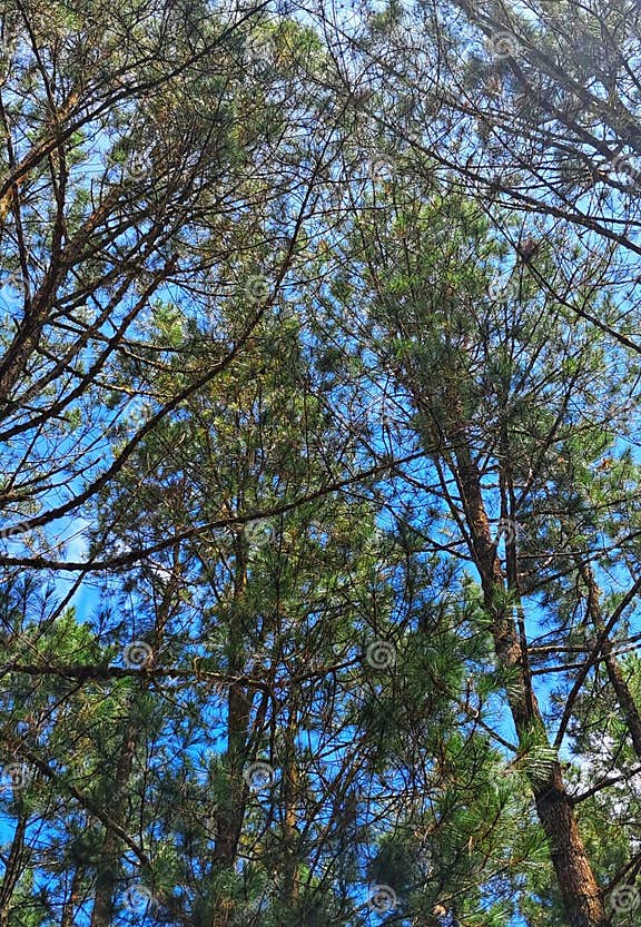 The View of the Pine Trees is Gorgeous with Beautiful Blue Color and ...
