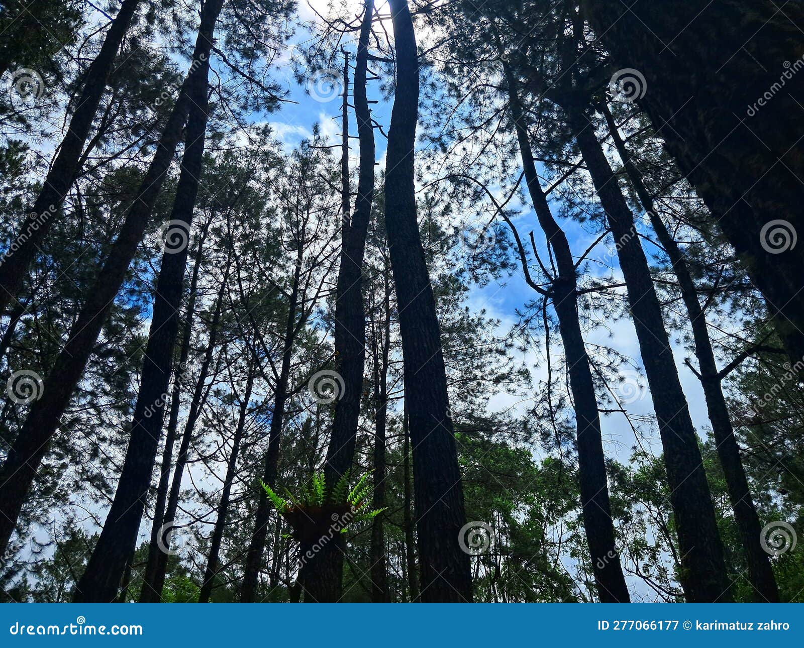 The View of the Pine Trees is Gorgeous with Beautiful Blue Color and ...