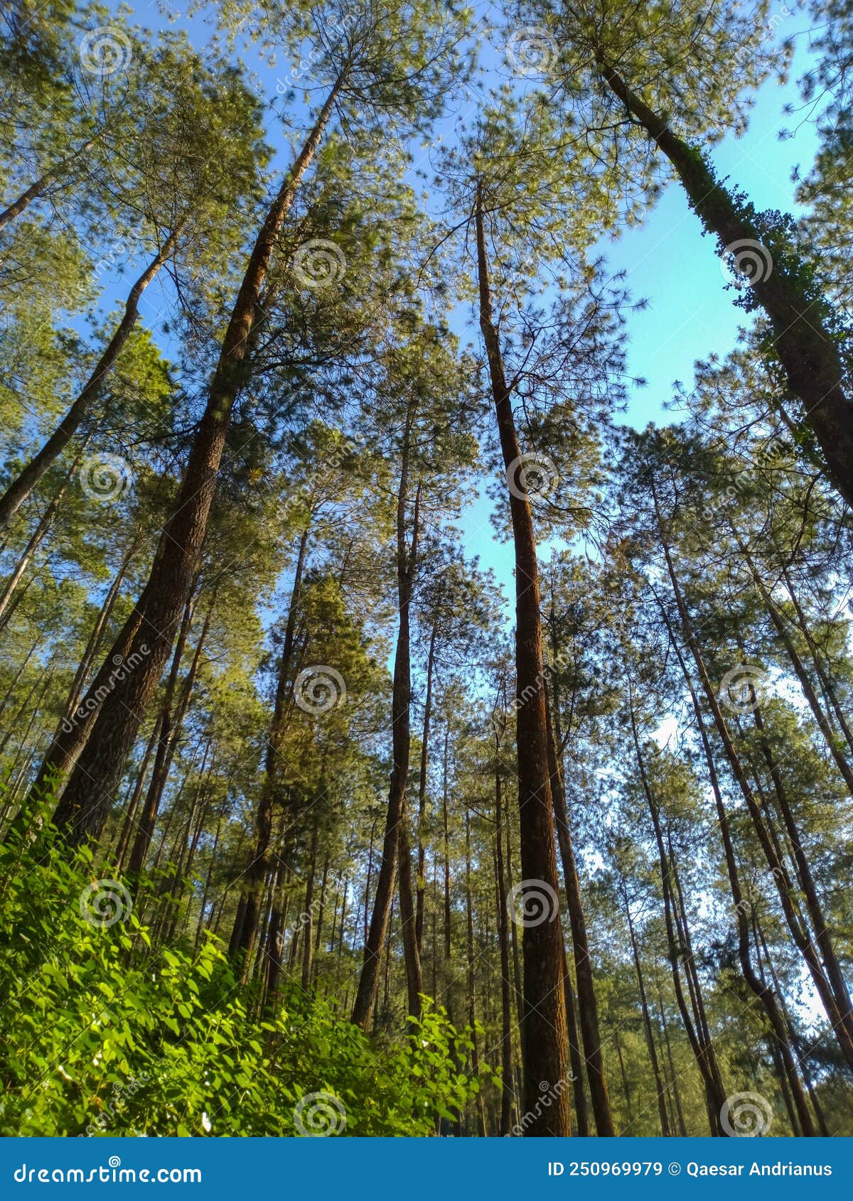 The View of the Pine Trees on the Mountain Side Stock Image - Image of ...