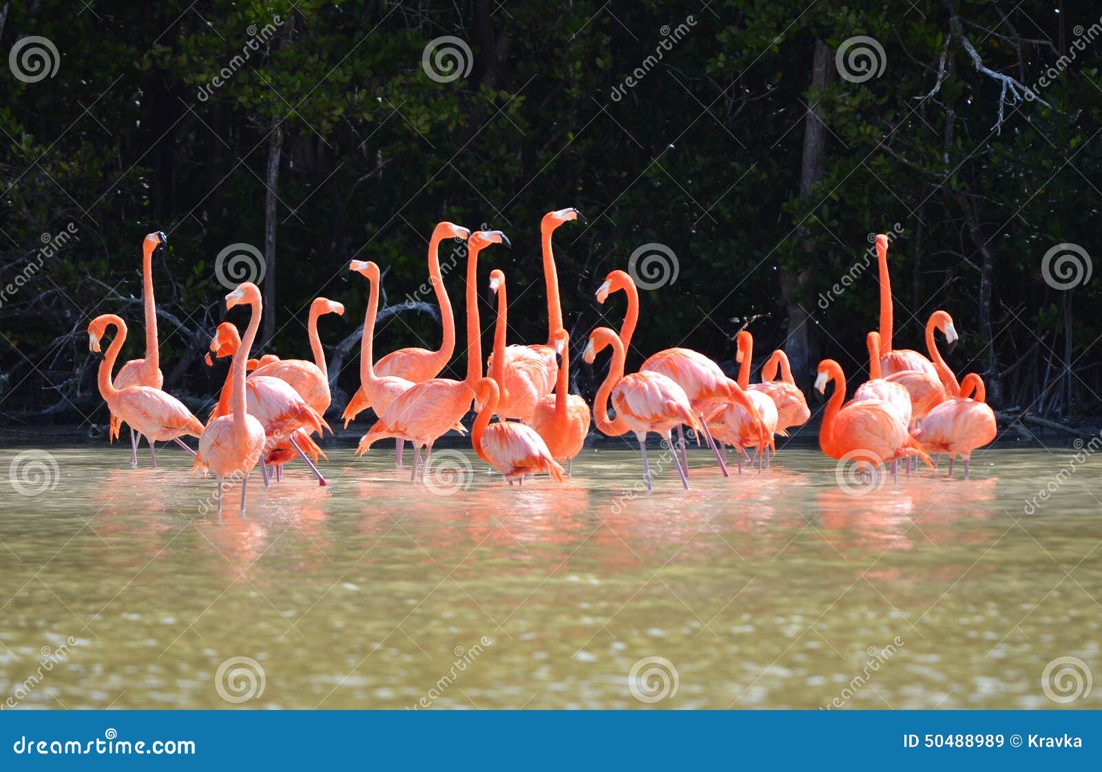 View of pink flamingos stock image. Image of merida, wild - 50488989