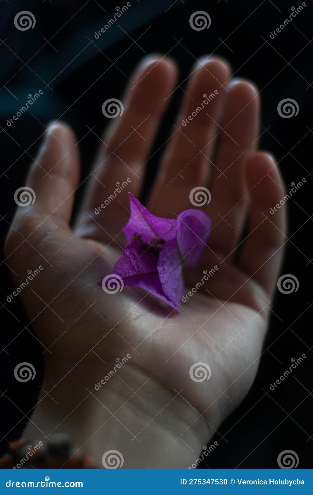 View of Pink Flower in a Hand of a Girl Stock Photo - Image of ...