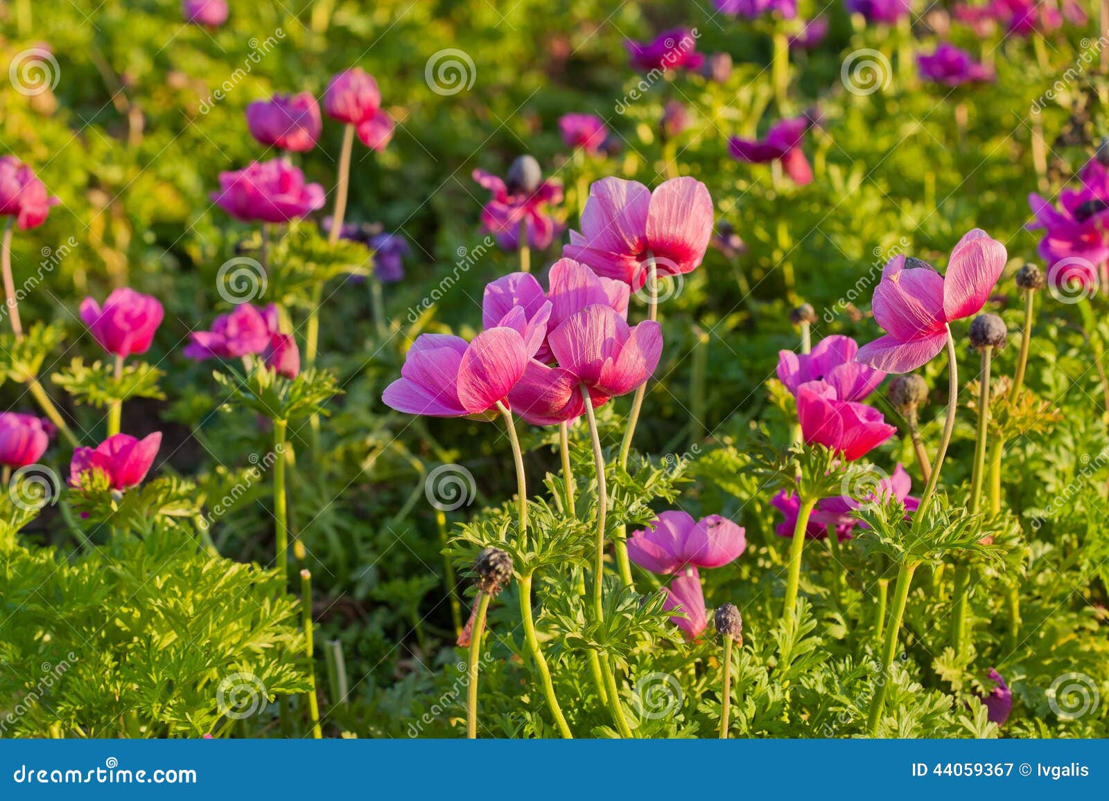 View of pink peony meadow stock image. Image of garden - 44059367