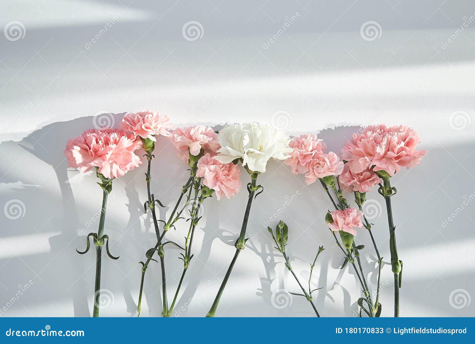 View of Pink and White Carnations on White Background with Sunlight and ...
