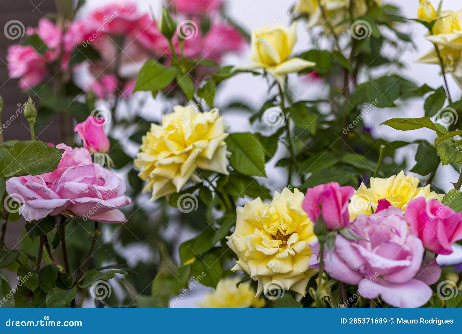 View of Pink and Yellow Roses Stock Image - Image of pink, season ...