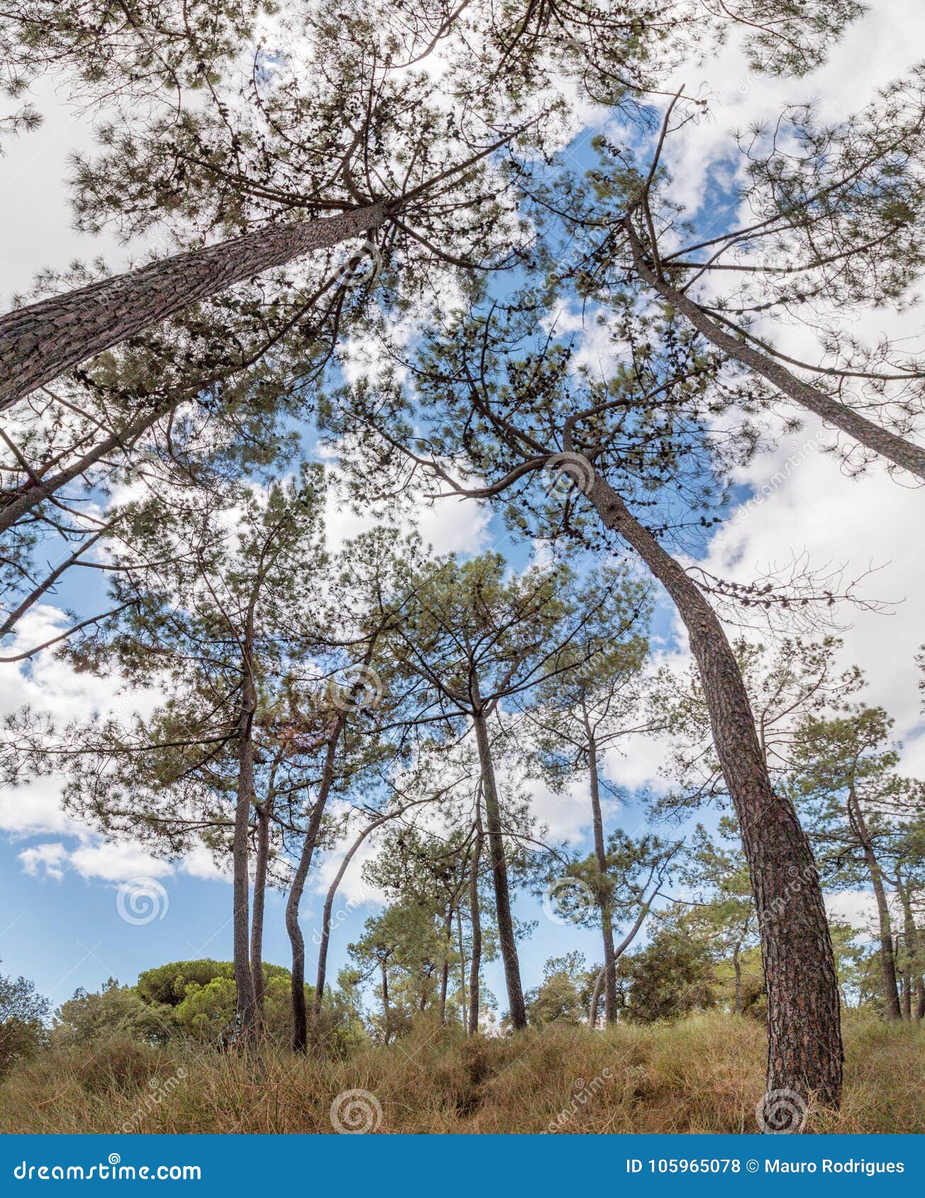 View of the Pinus Pinaster Tree with Branches Over a Blue Sky Wi Stock ...