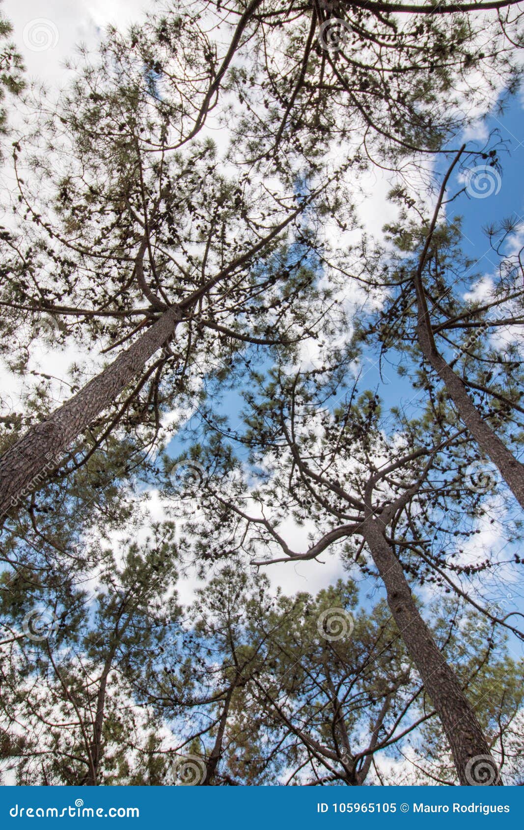 View of the Pinus Pinaster Tree with Branches Over a Blue Sky Wi Stock ...