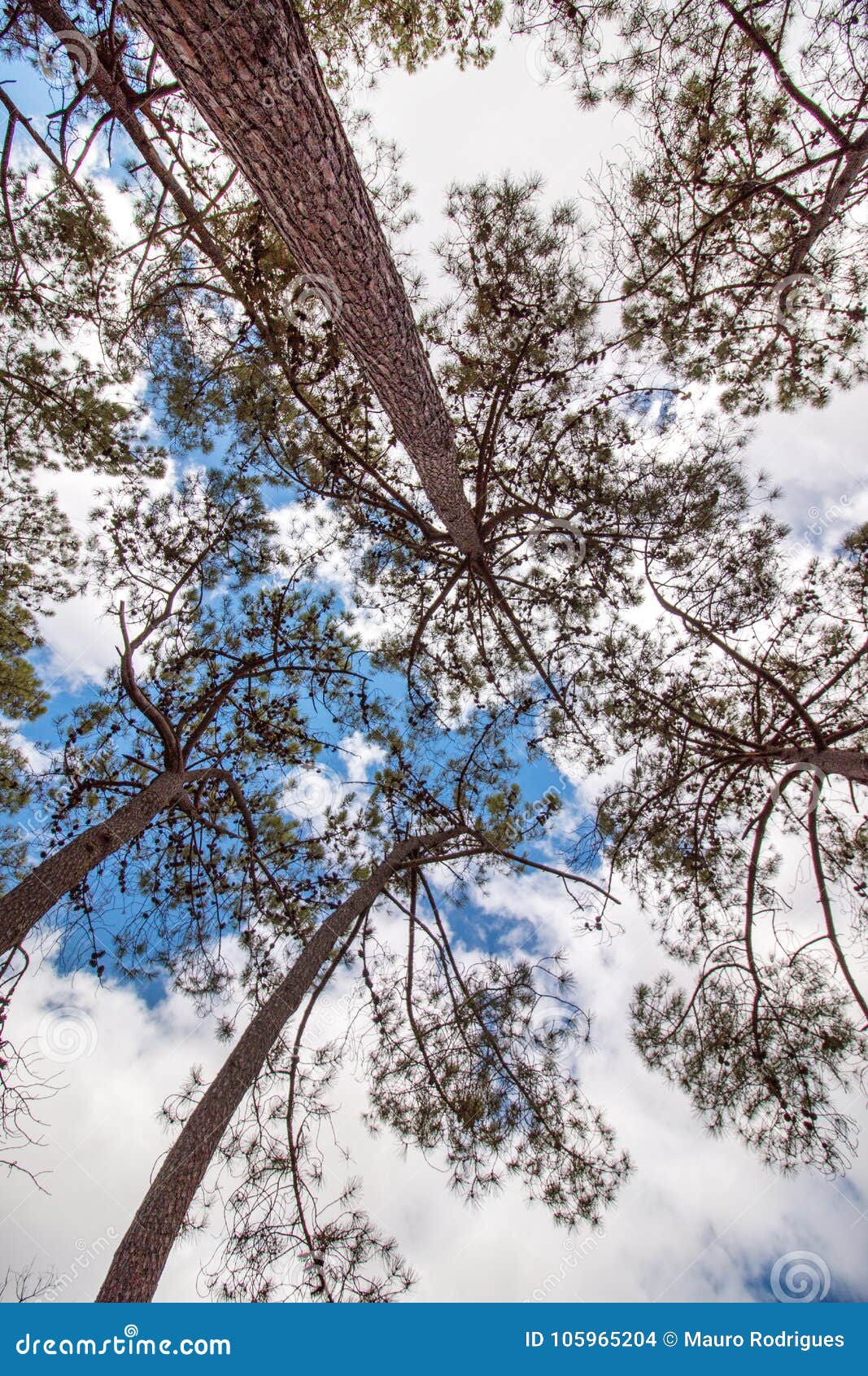 View of the Pinus Pinaster Tree with Branches Over a Blue Sky Wi Stock ...