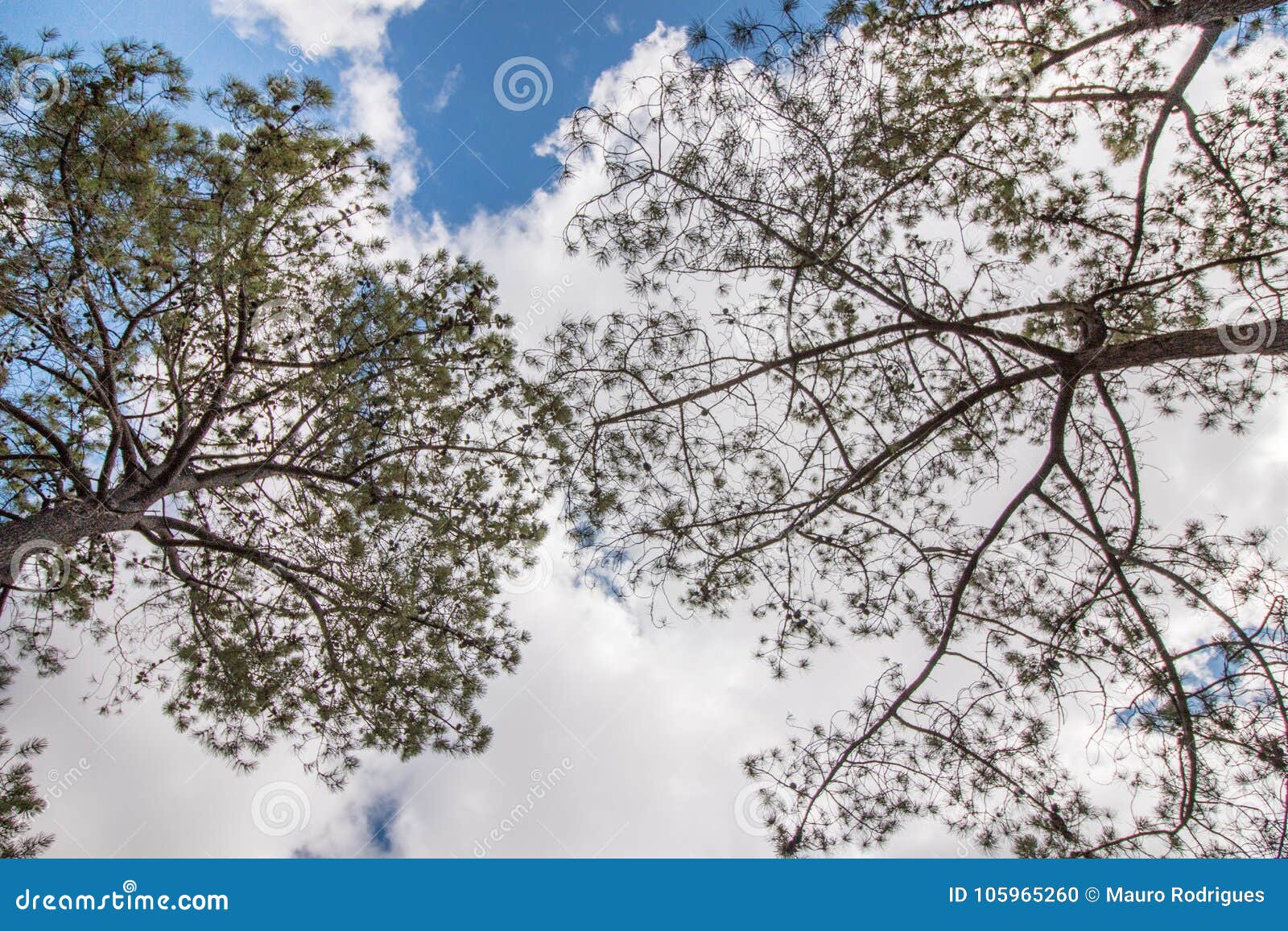 View of the Pinus Pinaster Tree with Branches Over a Blue Sky Wi Stock ...