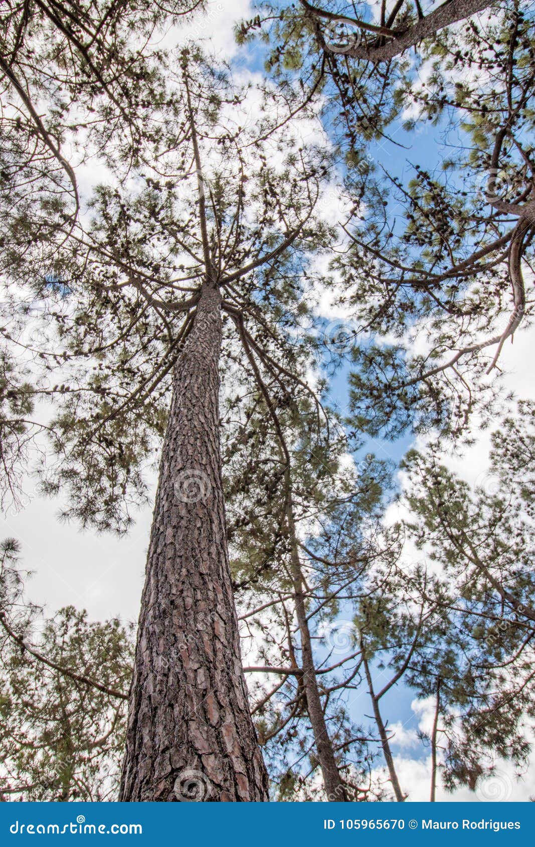 View of the Pinus Pinaster Tree with Branches Over a Blue Sky Wi Stock ...