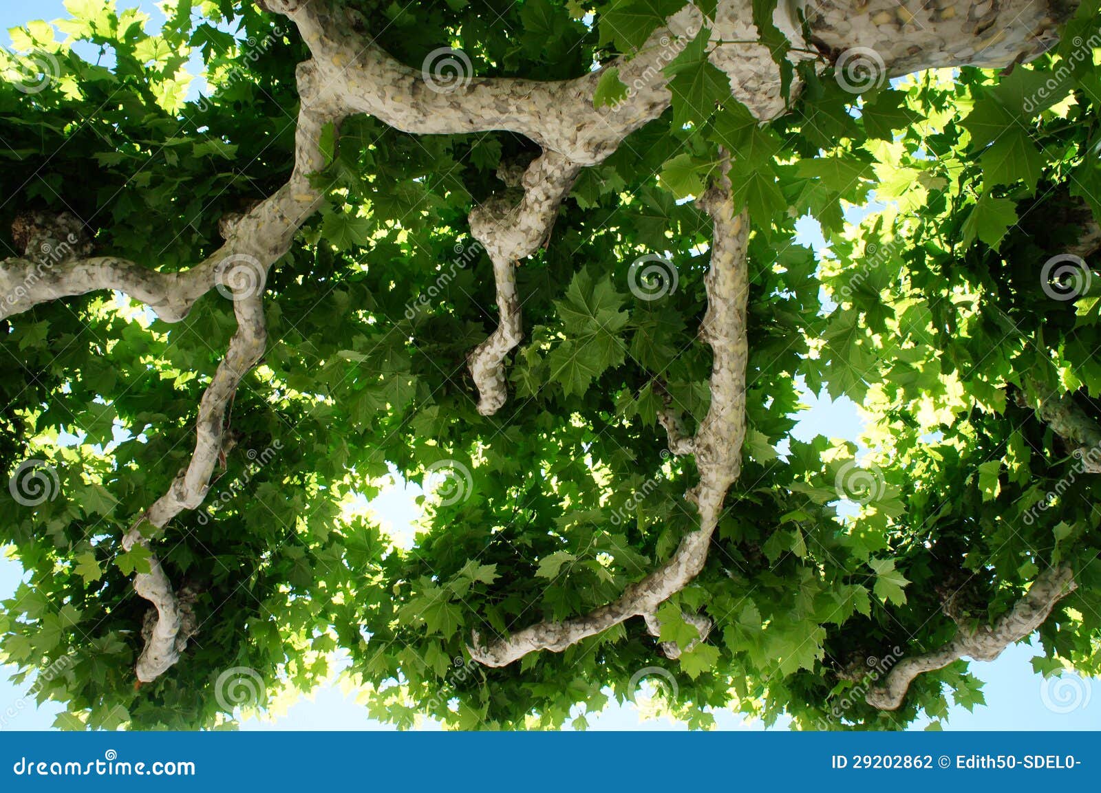 View in a plane tree stock photo. Image of plane, trees - 29202862
