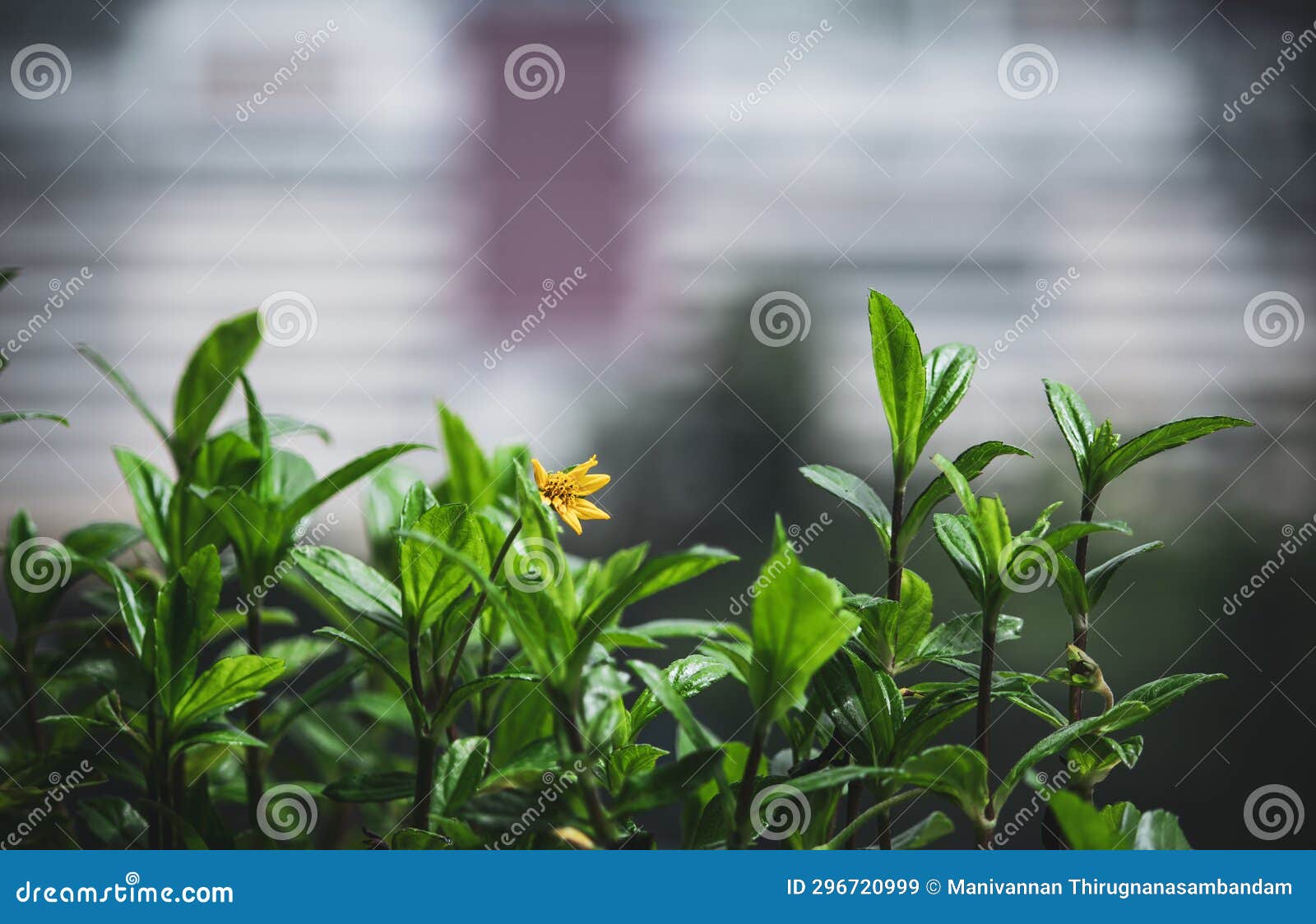 View of Plants in Foreground Along the Genting Highlands, Malaysia ...
