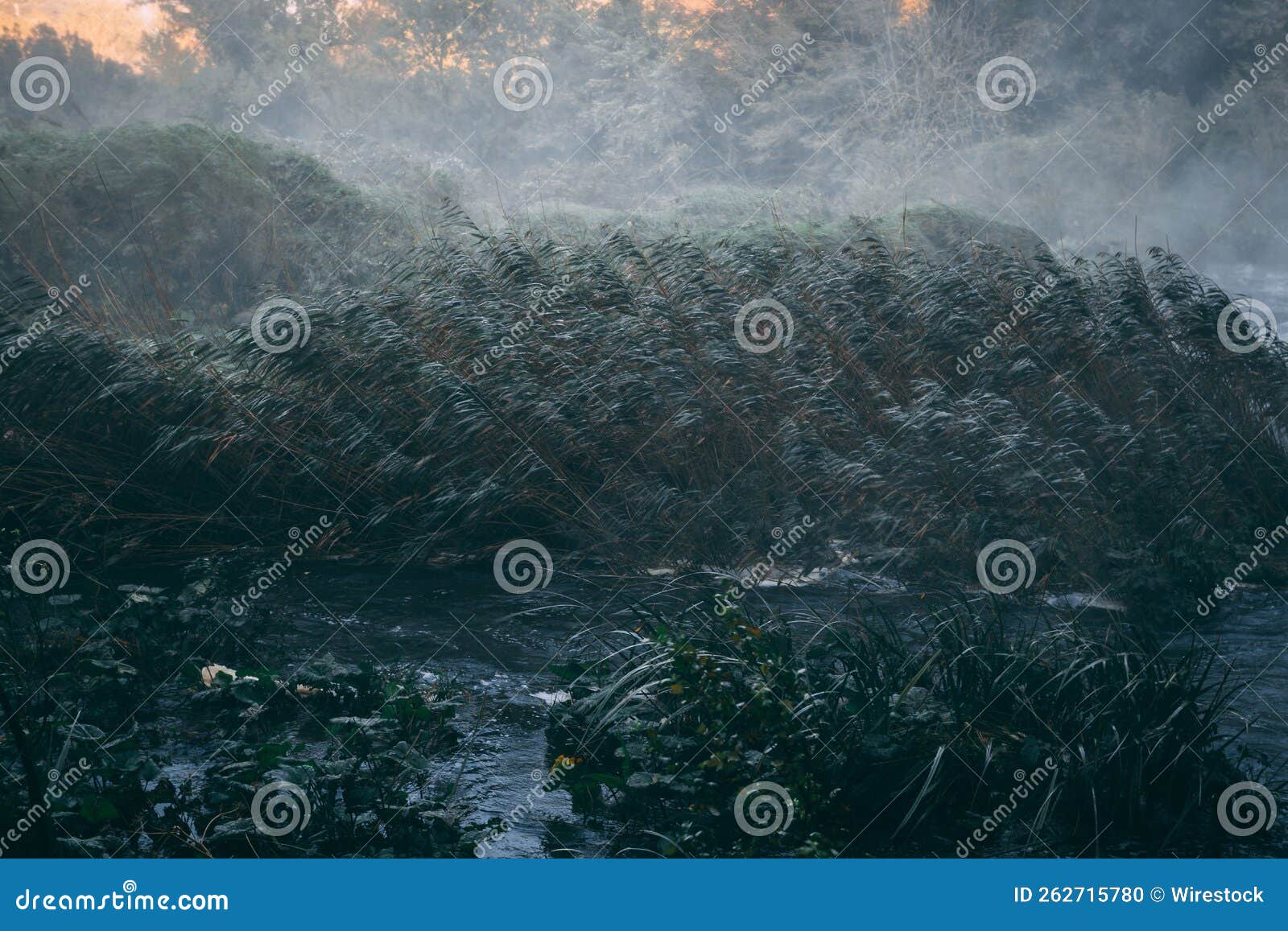 View of Plants and Trees during the Storm in the Forest Stock Photo ...