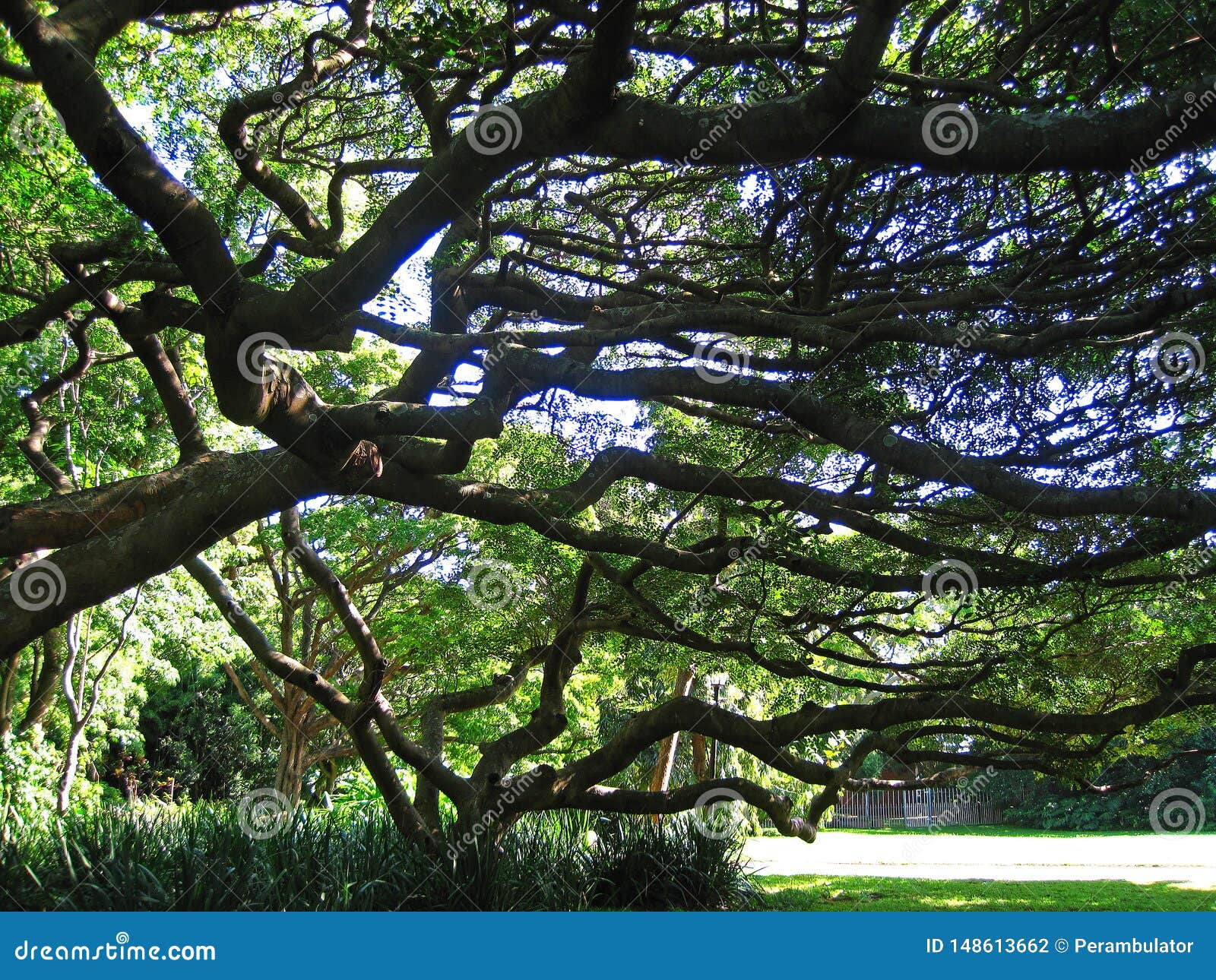 VIEW of a POD MAHOGANY TREE in a PARK Stock Photo - Image of strong ...