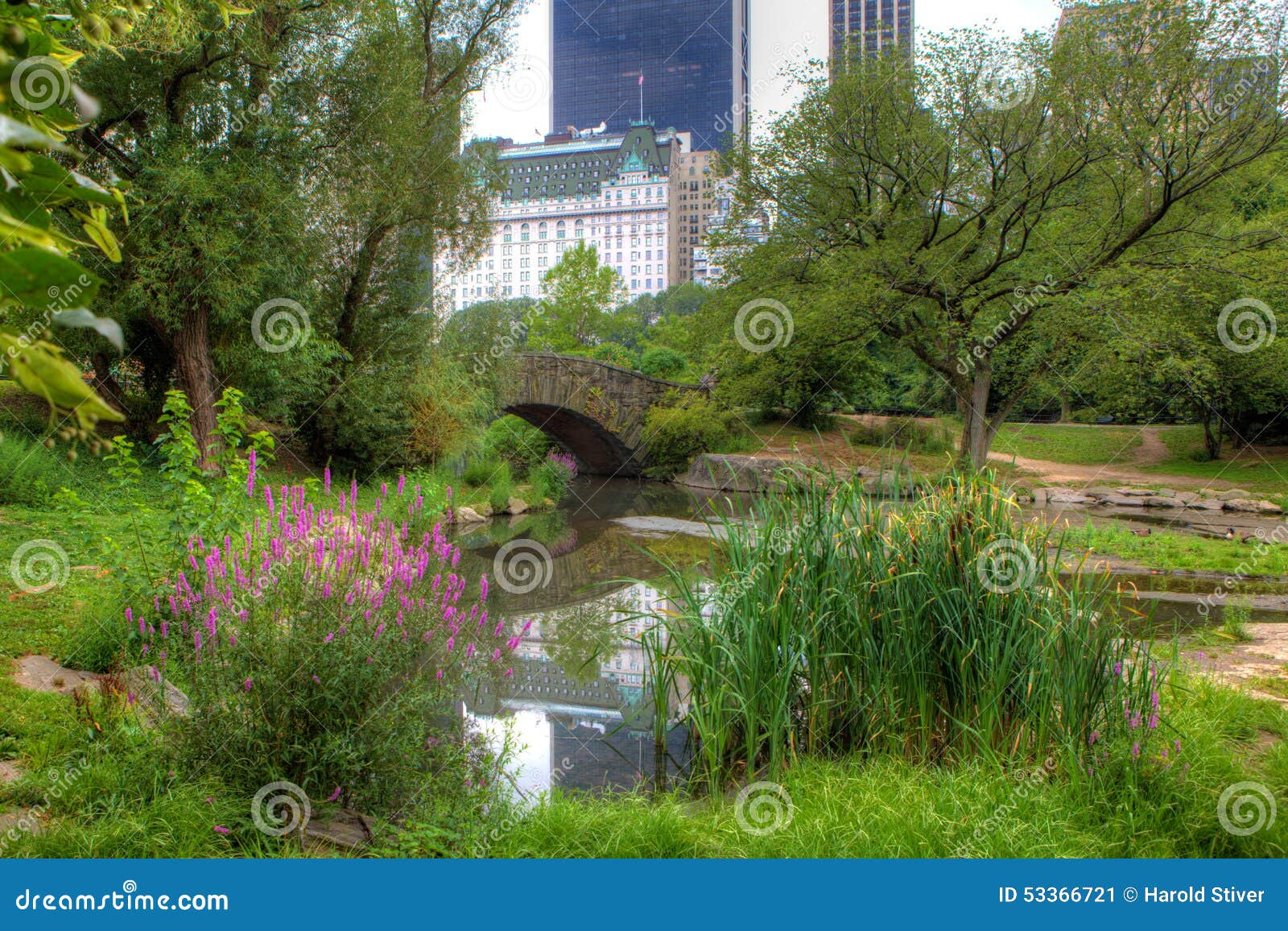 View at a Pond in Central Park, New York Stock Image - Image of park ...