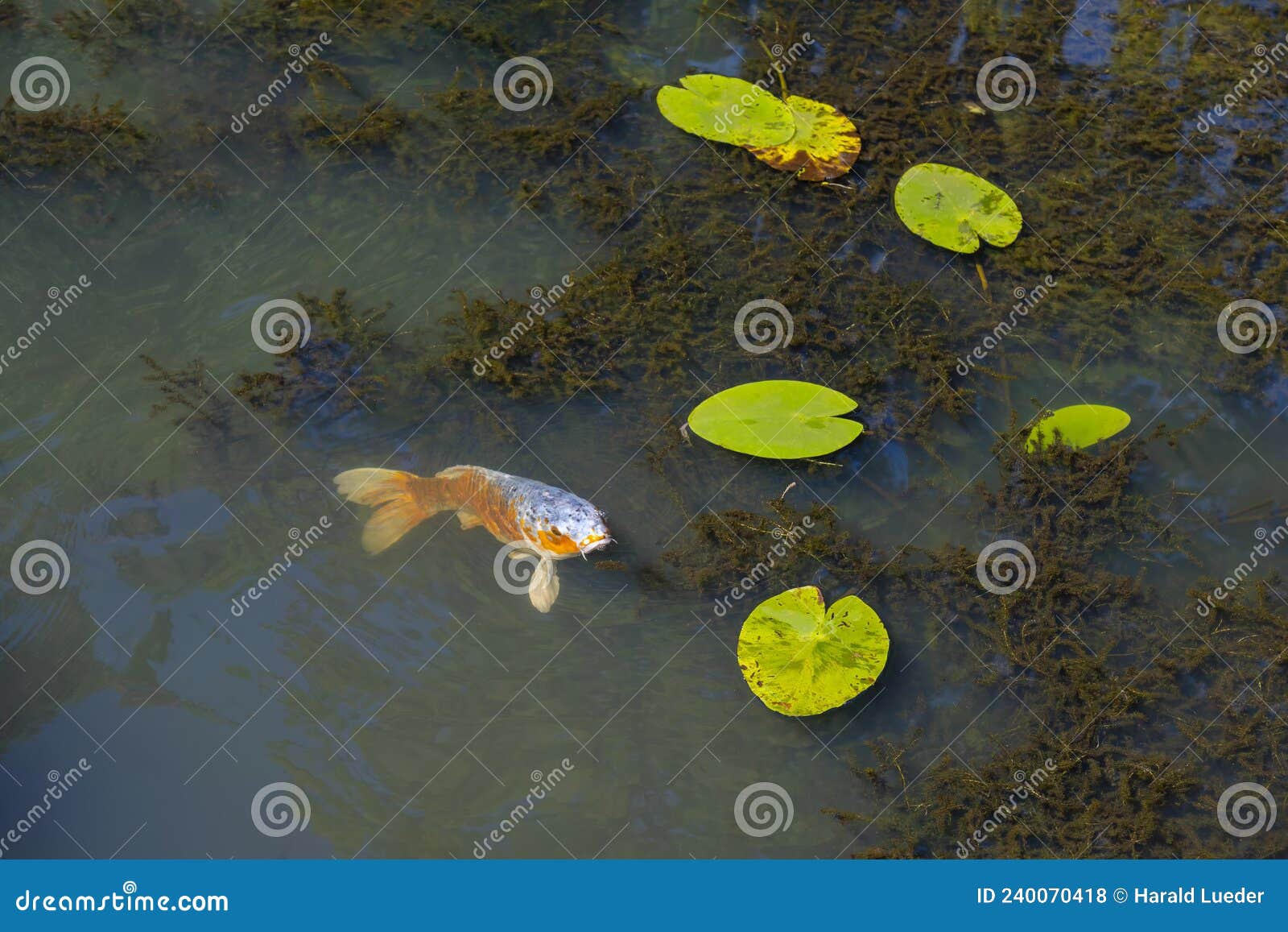 A single koi in a pond stock photo. Image of fish, colorful - 240070418