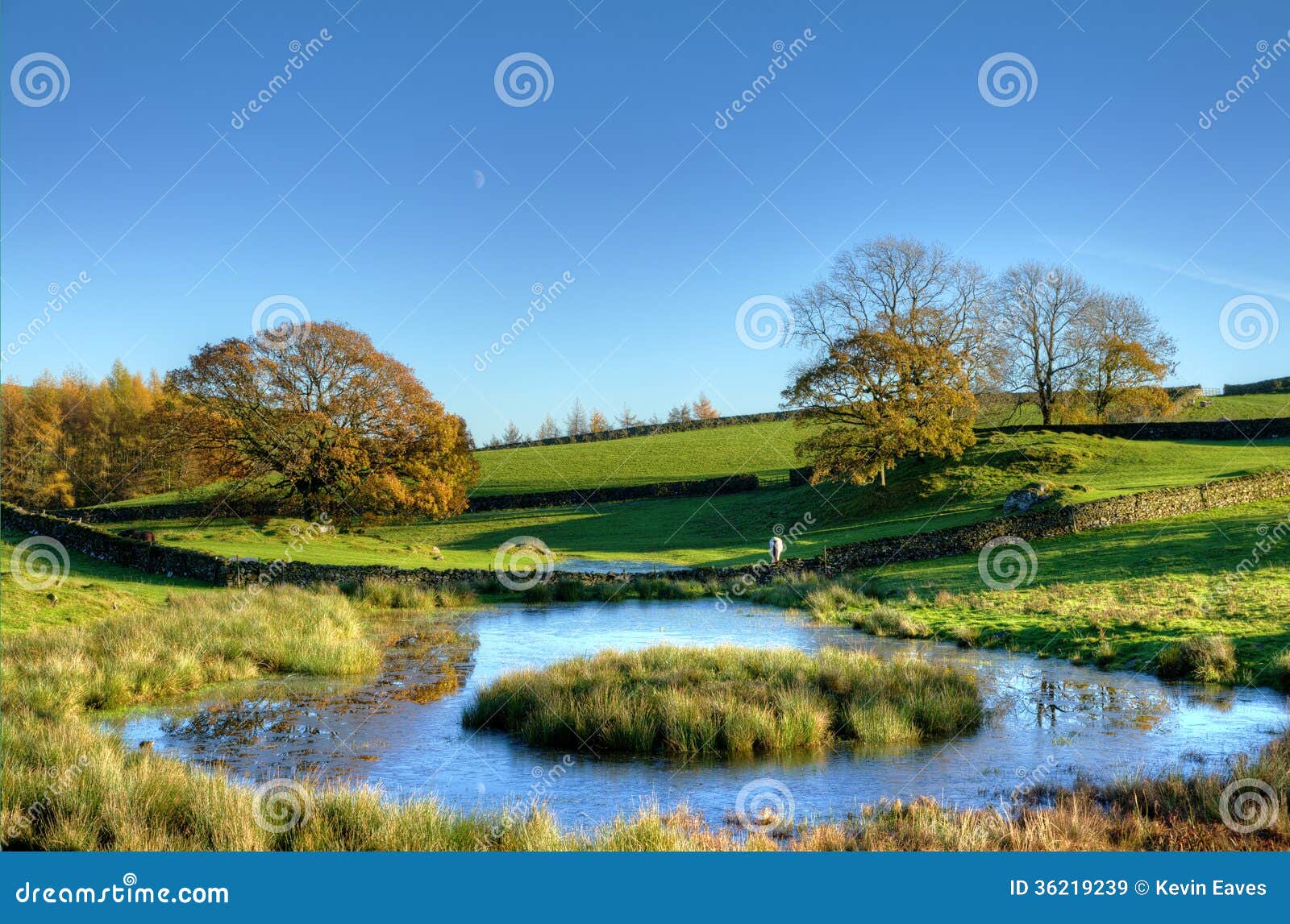 View of a pond with trees stock image. Image of green - 36219239