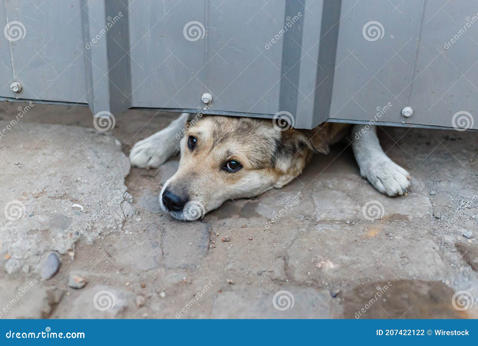 View of a Poor Dog Trying To Sneak Out Under the Gate Stock Photo ...