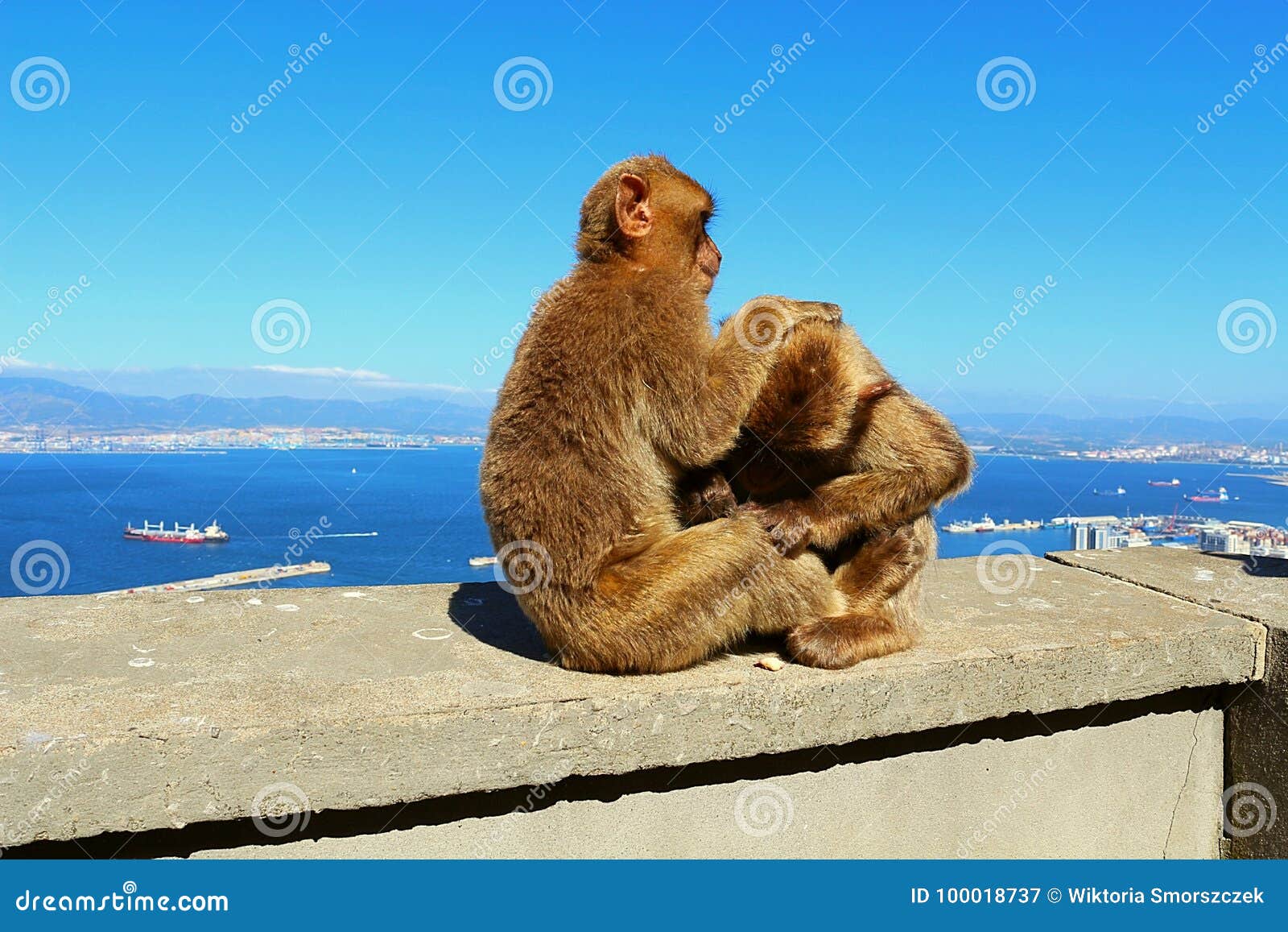Monkeys od Gibraltar stock image. Image of view, monkey - 100018737