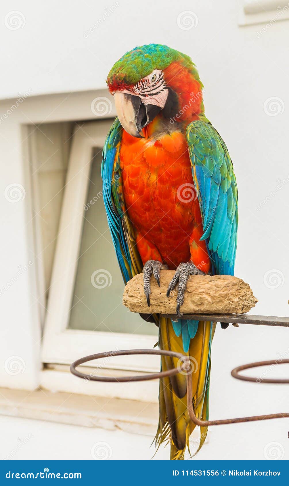 Portrait of Amazon Macaw Parrot Stock Photo - Image of group, exotic ...
