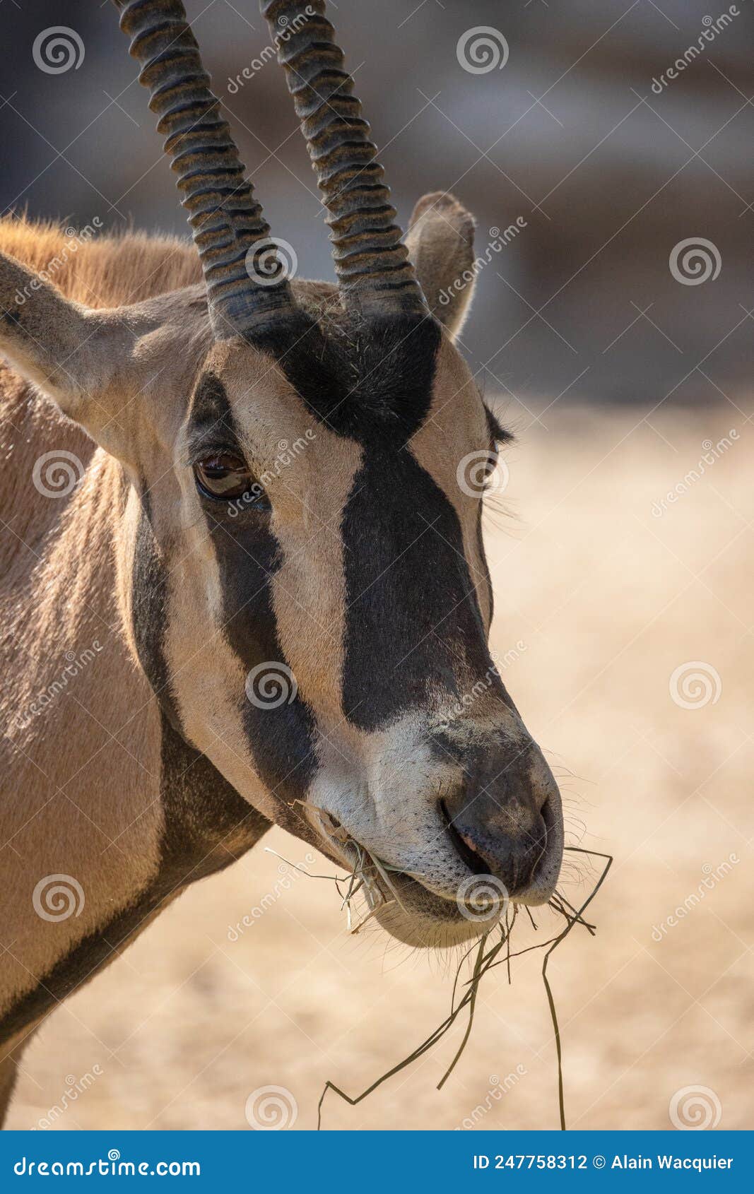 Portrait of a Gazelle in Its Enclosure Stock Photo - Image of safari ...