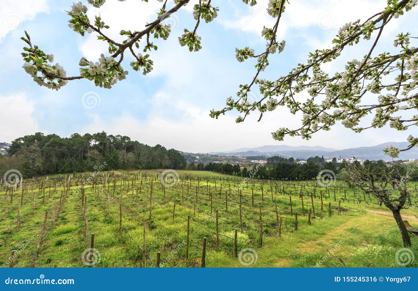 View in Portuguese Countryside Stock Photo - Image of nature, rural ...