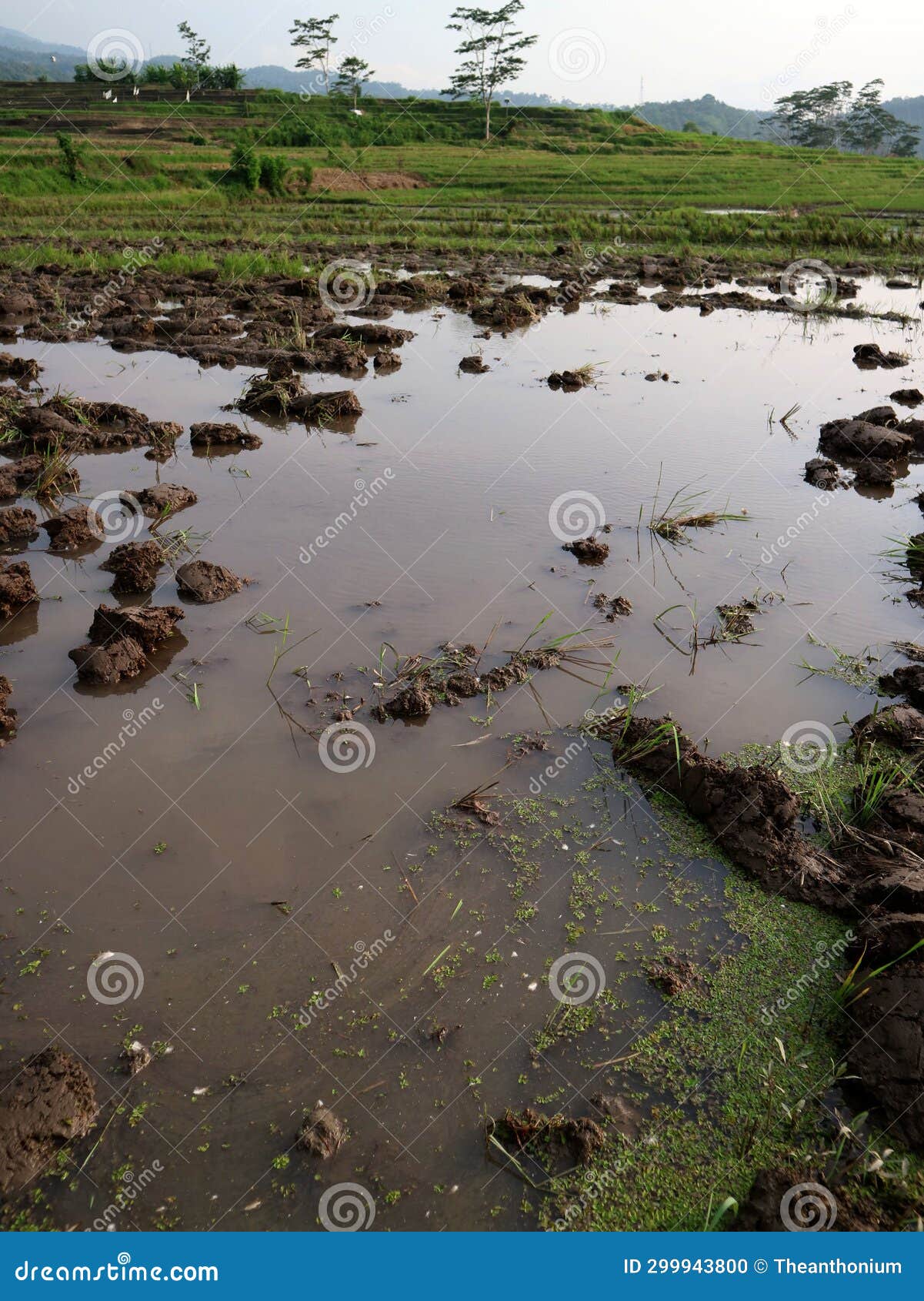Post-harvest Processing of Rice Fields in Indonesia Stock Photo - Image ...