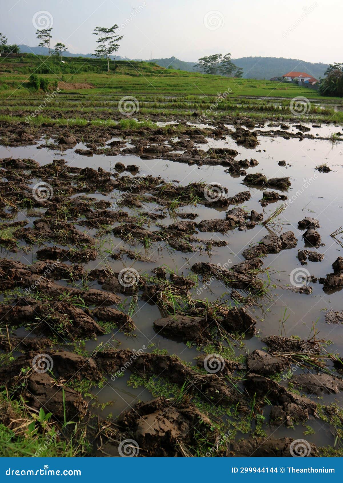 Post-harvest Processing of Rice Fields in Indonesia Stock Photo - Image ...