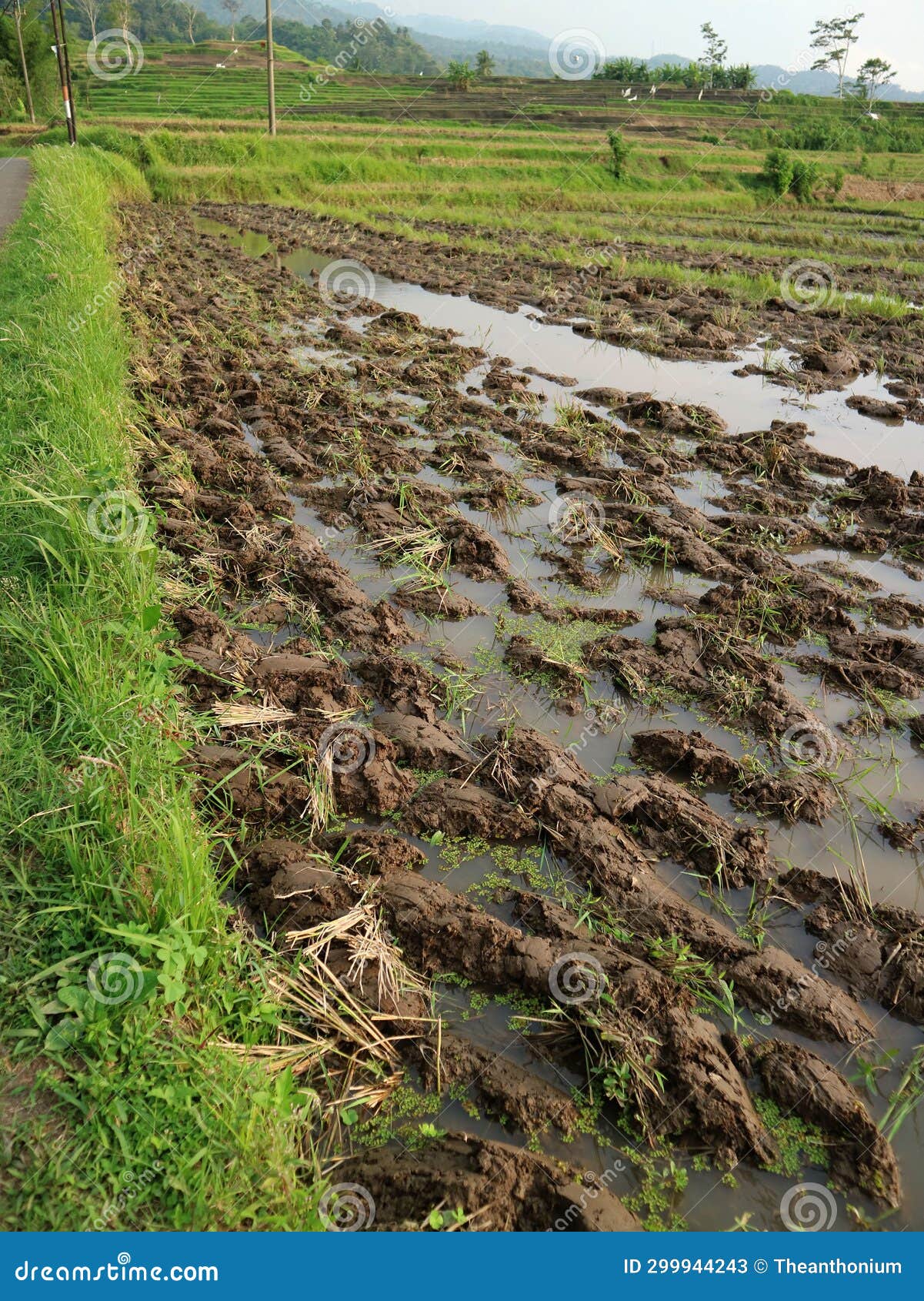 Post-harvest Processing of Rice Fields in Indonesia Stock Image - Image ...