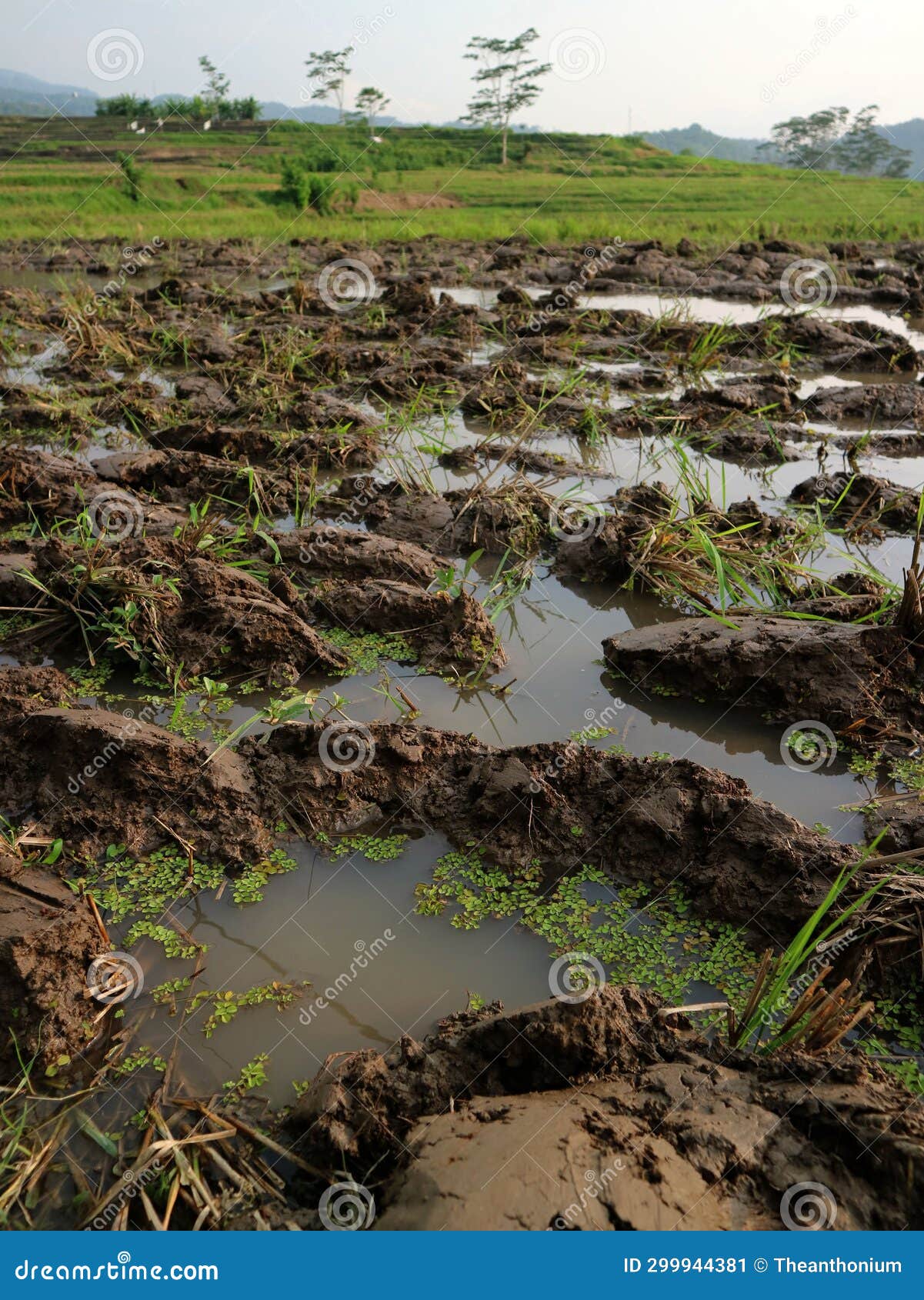 Post-harvest Processing of Rice Fields in Indonesia Stock Image - Image ...