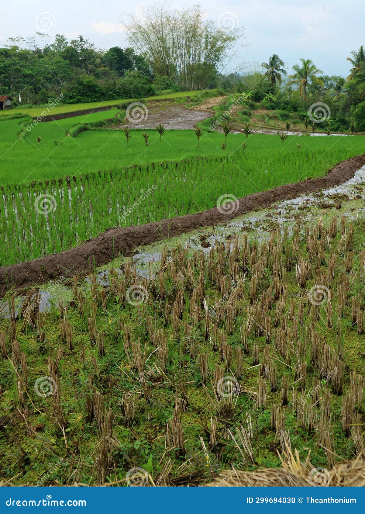 View of Rice Fields in Indonesia Stock Photo - Image of asia, straw ...