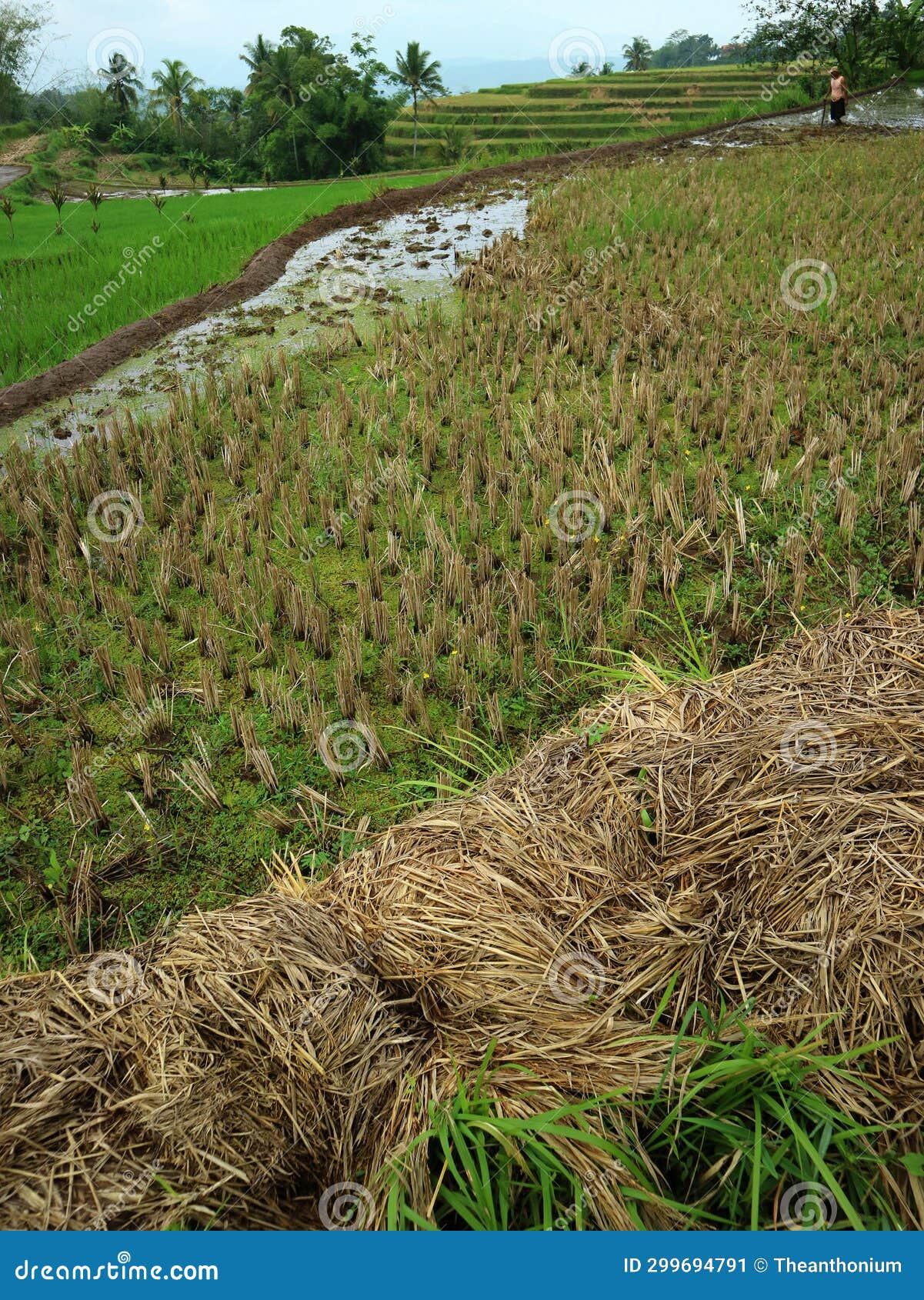 View of Rice Fields in Indonesia Stock Image - Image of asia, landscape ...