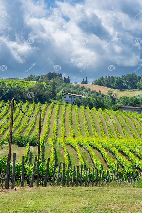 View of a Pretty Vineyard in the Emilia Romagna Stock Image - Image of ...