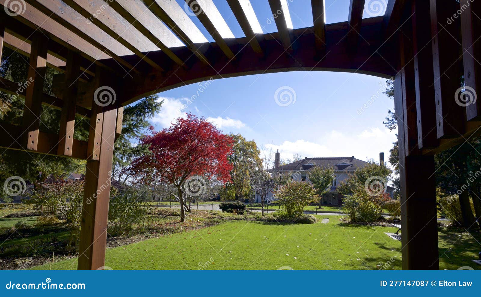 The View of the Public Park with a Maple Tree and Canopy Stock Image ...