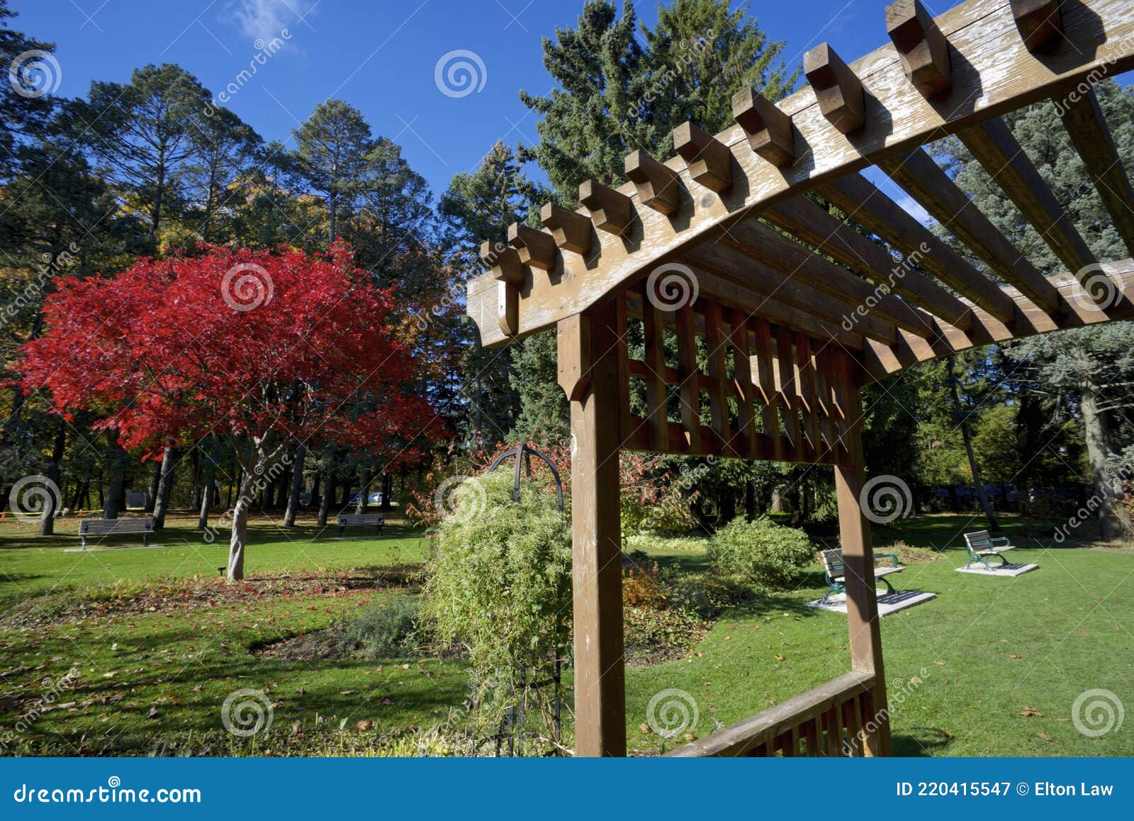 The View of the Public Park with Maple Tree and Canopy Stock Image ...