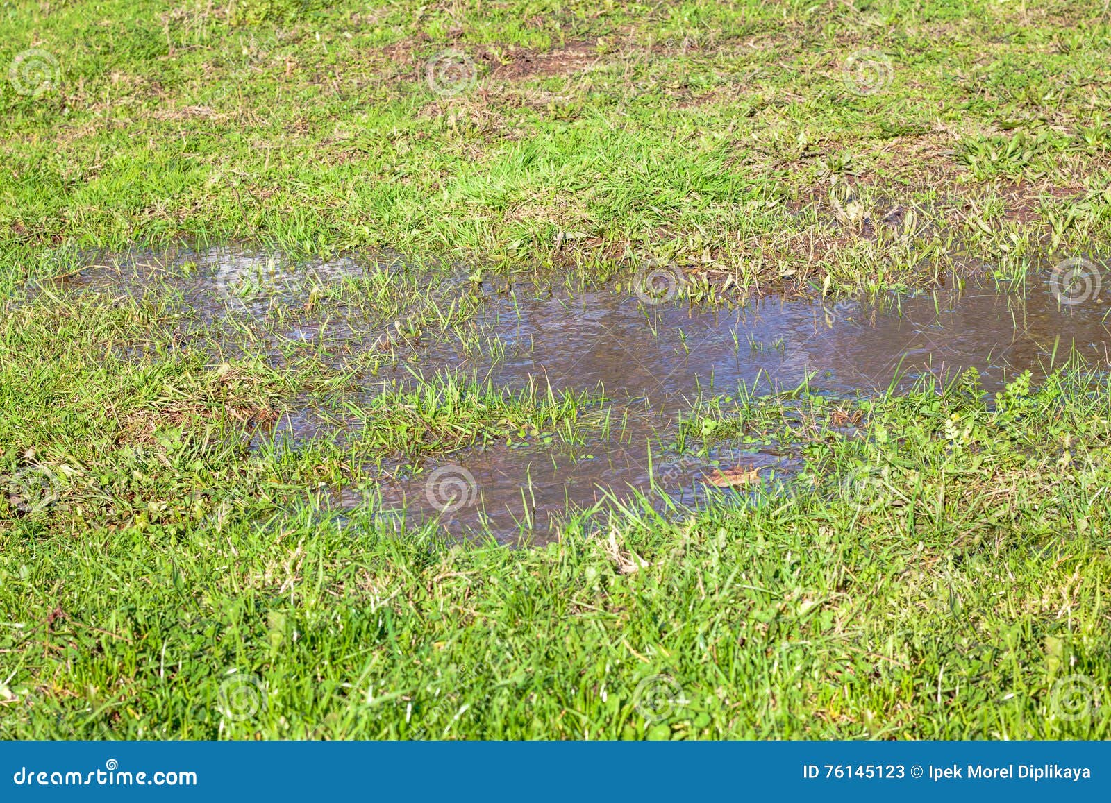 View of a Puddle and Grass stock image. Image of nature - 76145123