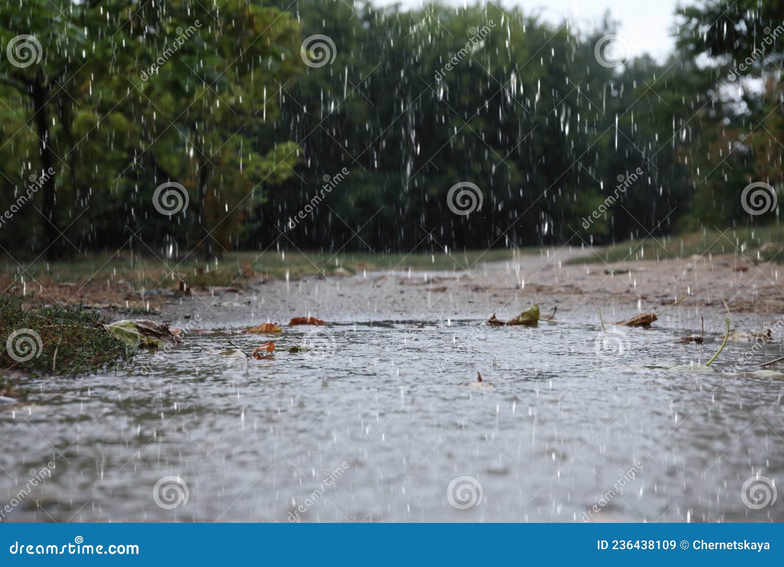 View of Puddle on Ground during Rain in Park Stock Image - Image of ...
