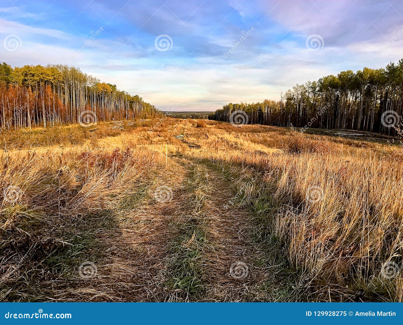View of a Quadding Trail through a Cutline in Fall Stock Image - Image ...