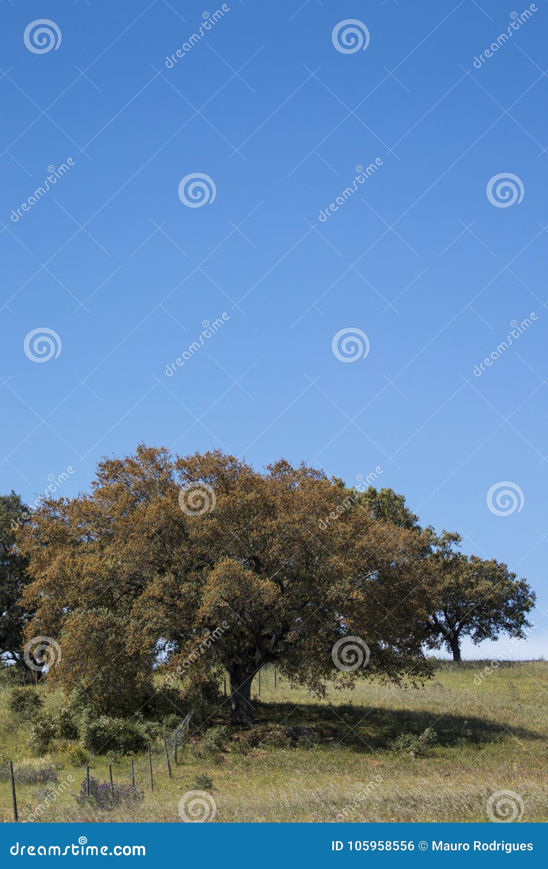 Quercus ilex tree stock photo. Image of land, algarve - 105958556