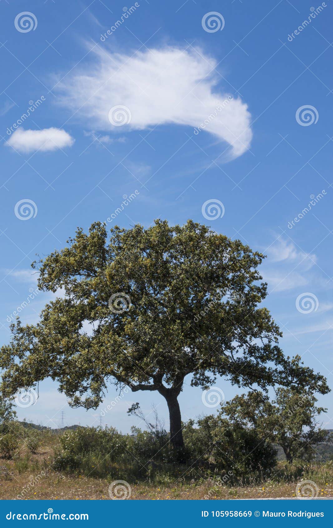 Quercus ilex tree stock image. Image of spring, prairie - 105958669