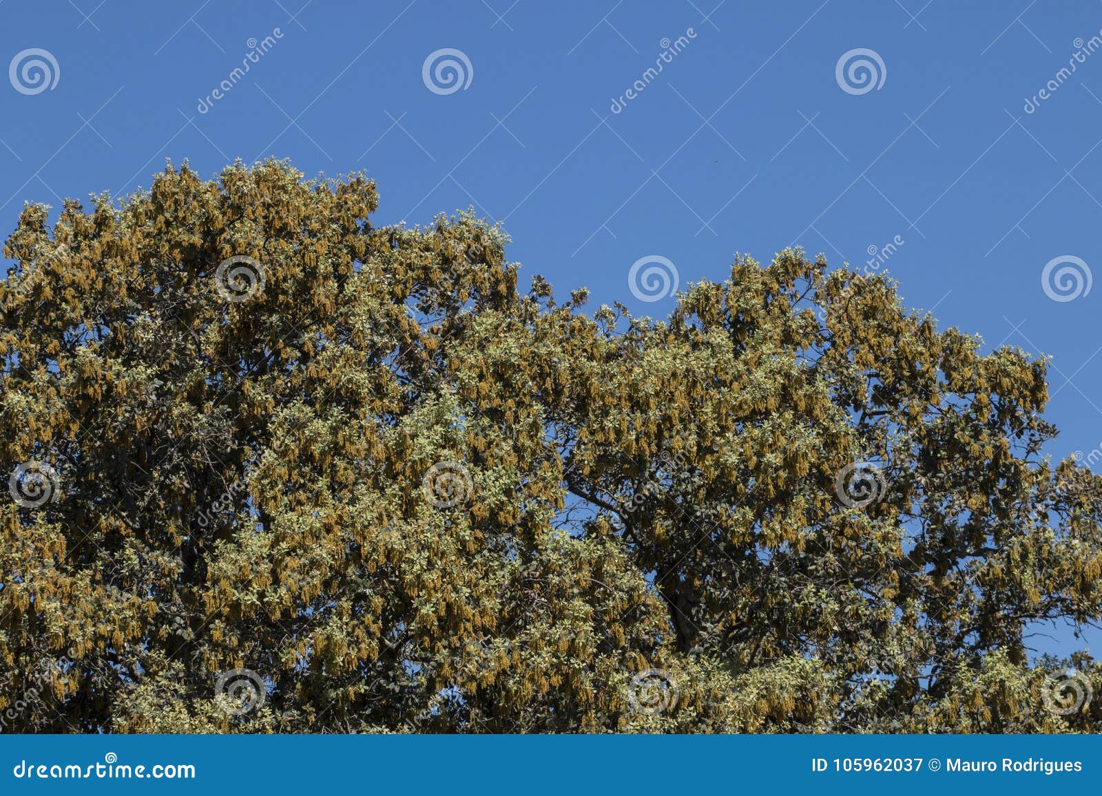 Quercus ilex tree stock image. Image of europe, algarve - 105962037