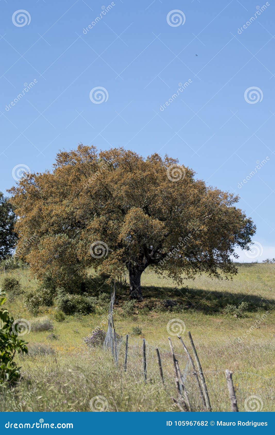 Quercus ilex tree stock photo. Image of nature, typical - 105967682