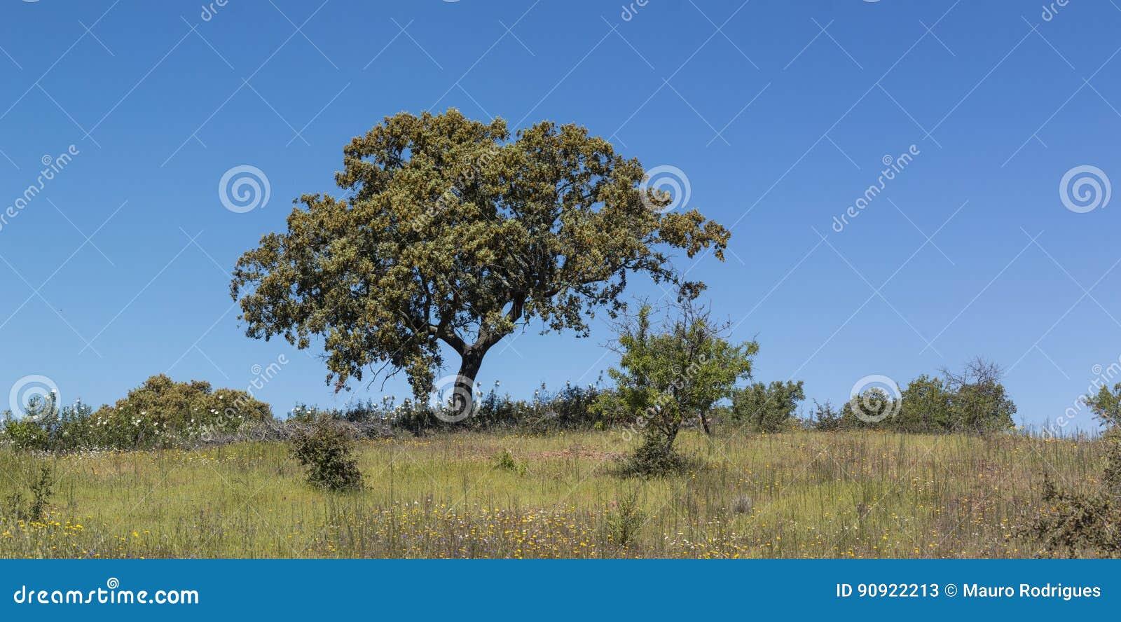 Quercus ilex tree stock image. Image of ilex, farmland - 90922213
