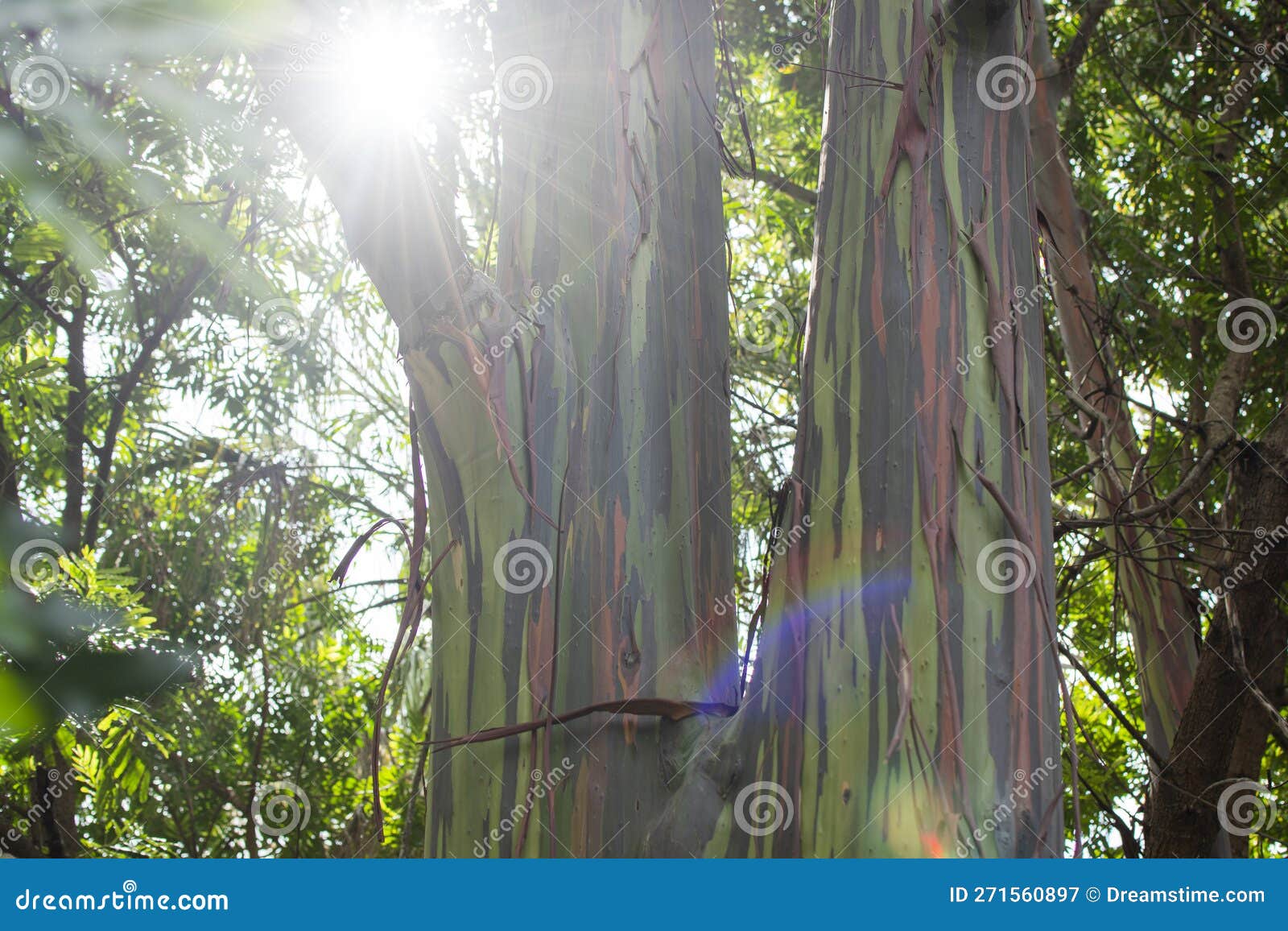 View of the Rainbow Eucalyptus Tree Trunk Stock Image - Image of colour ...
