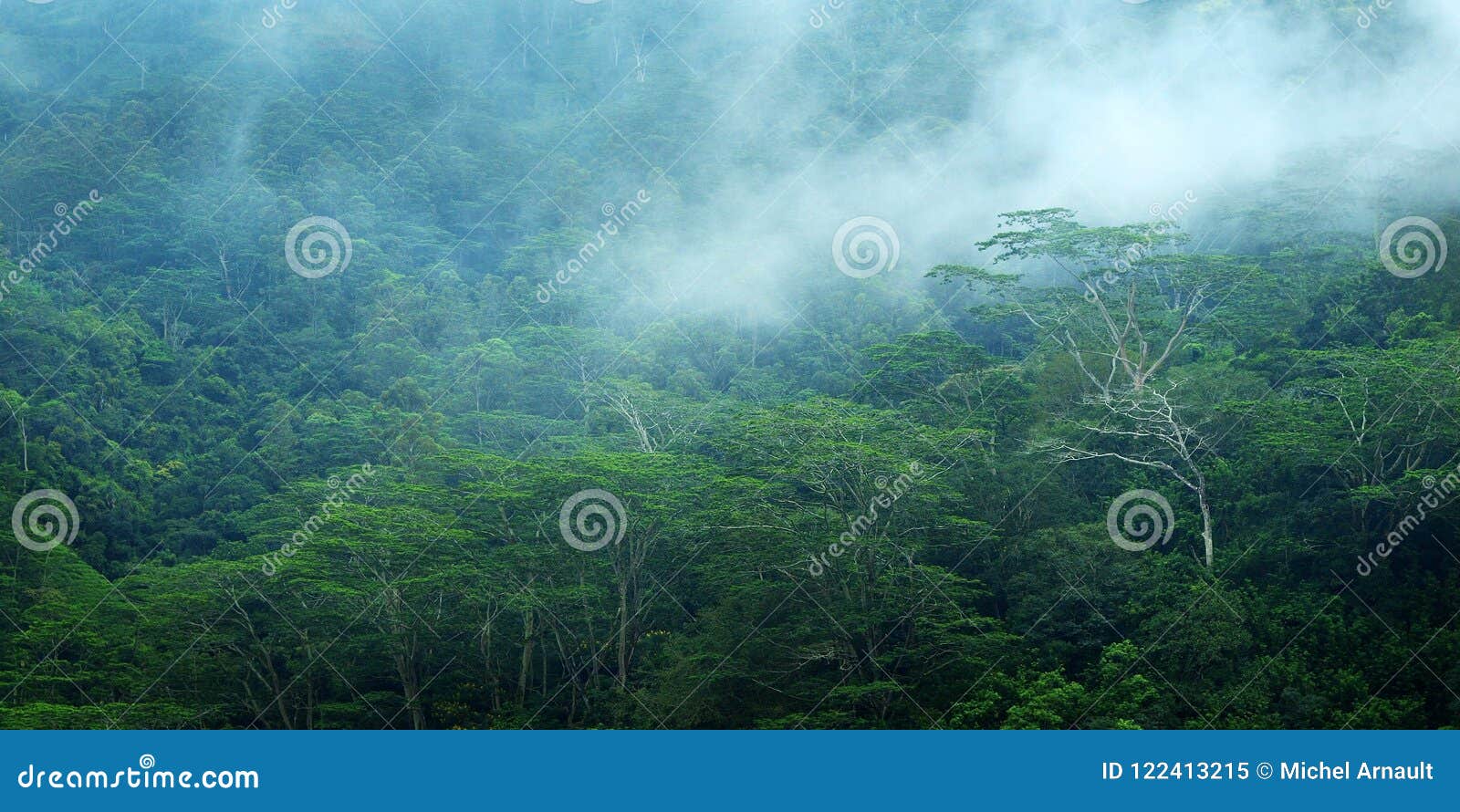 View of Rainforest Under the Mist Stock Image - Image of india ...